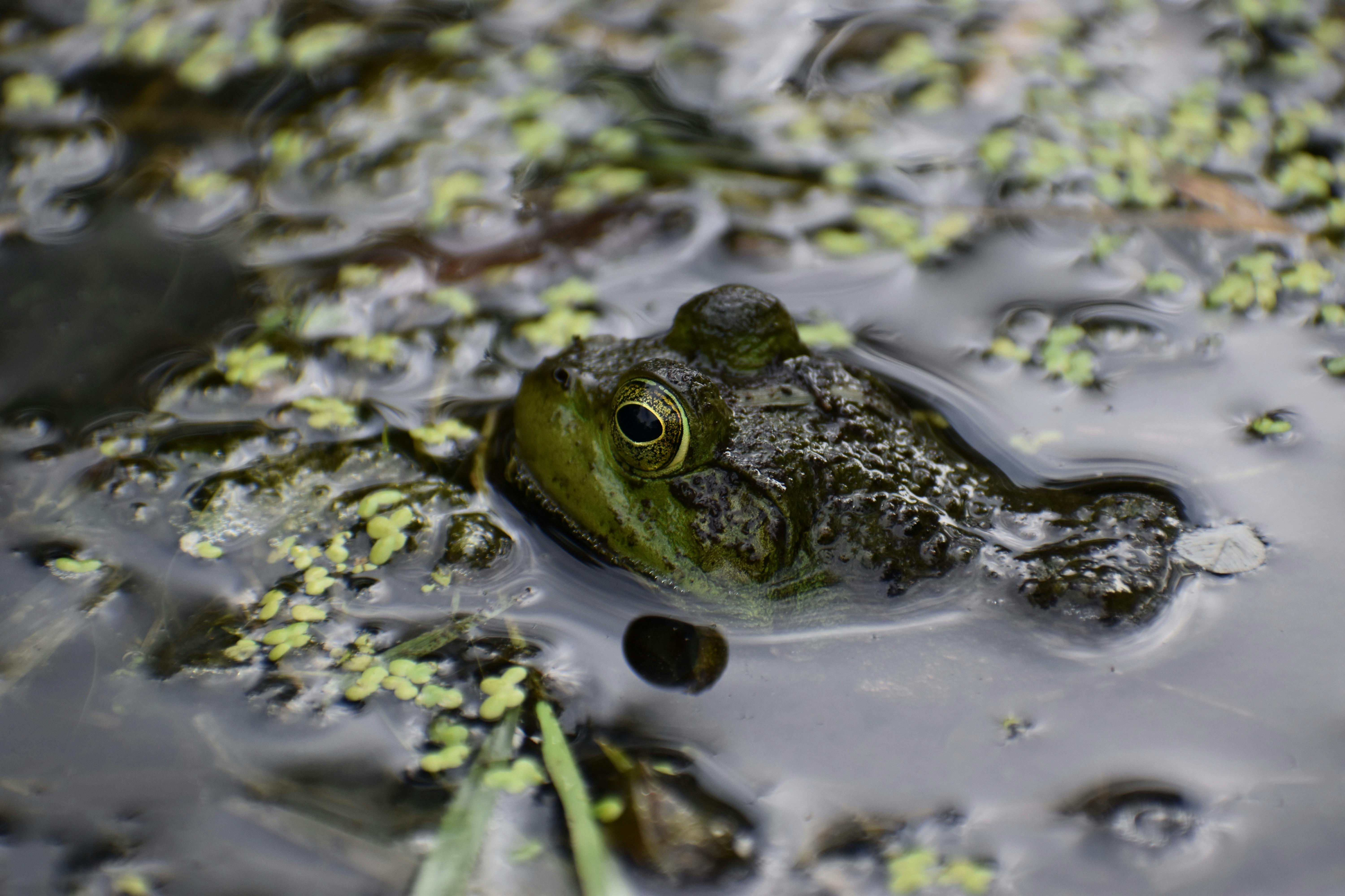 Close-Up of a Green Frog in the Water · Free Stock Photo