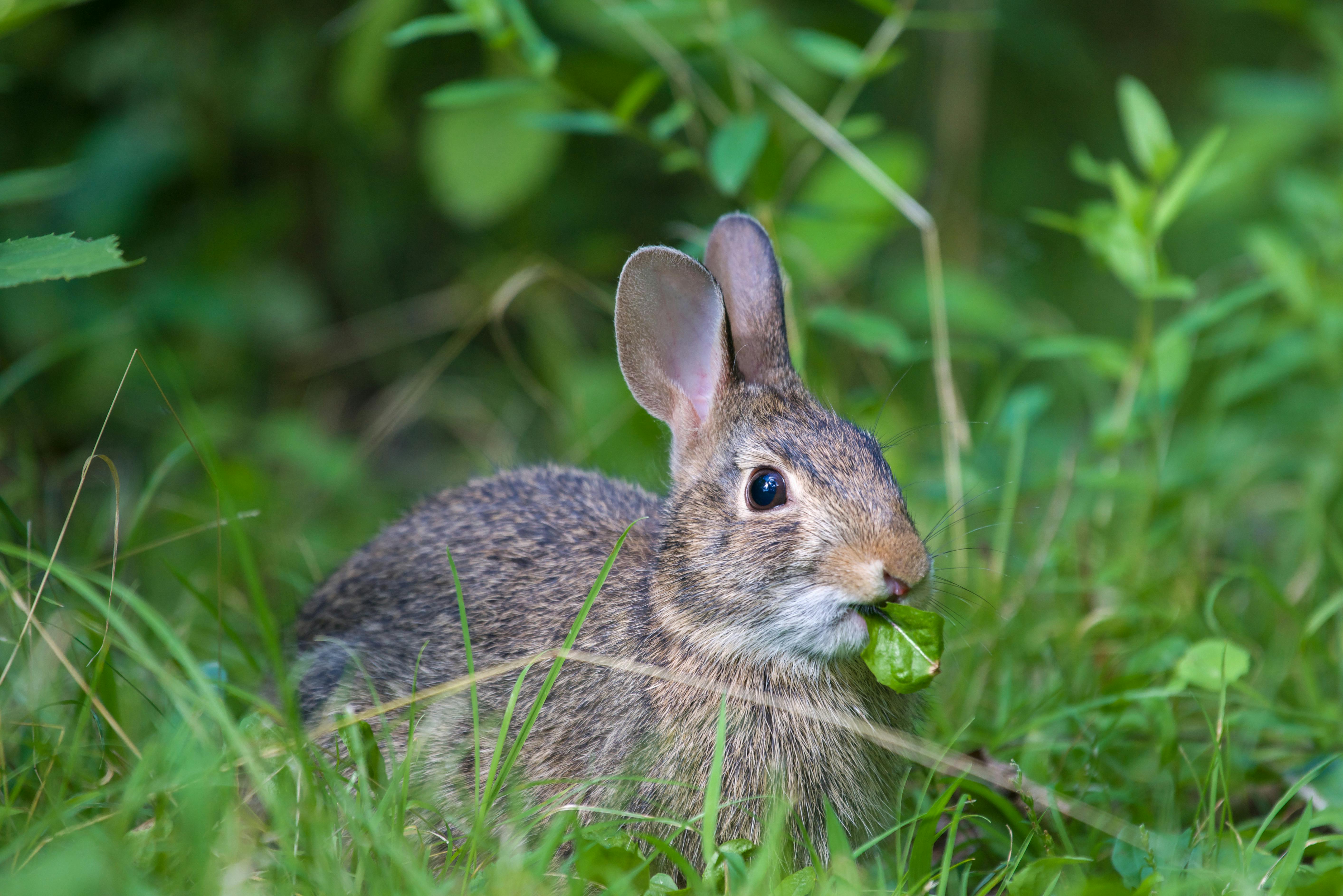 Close-up of Rabbit on Field · Free Stock Photo