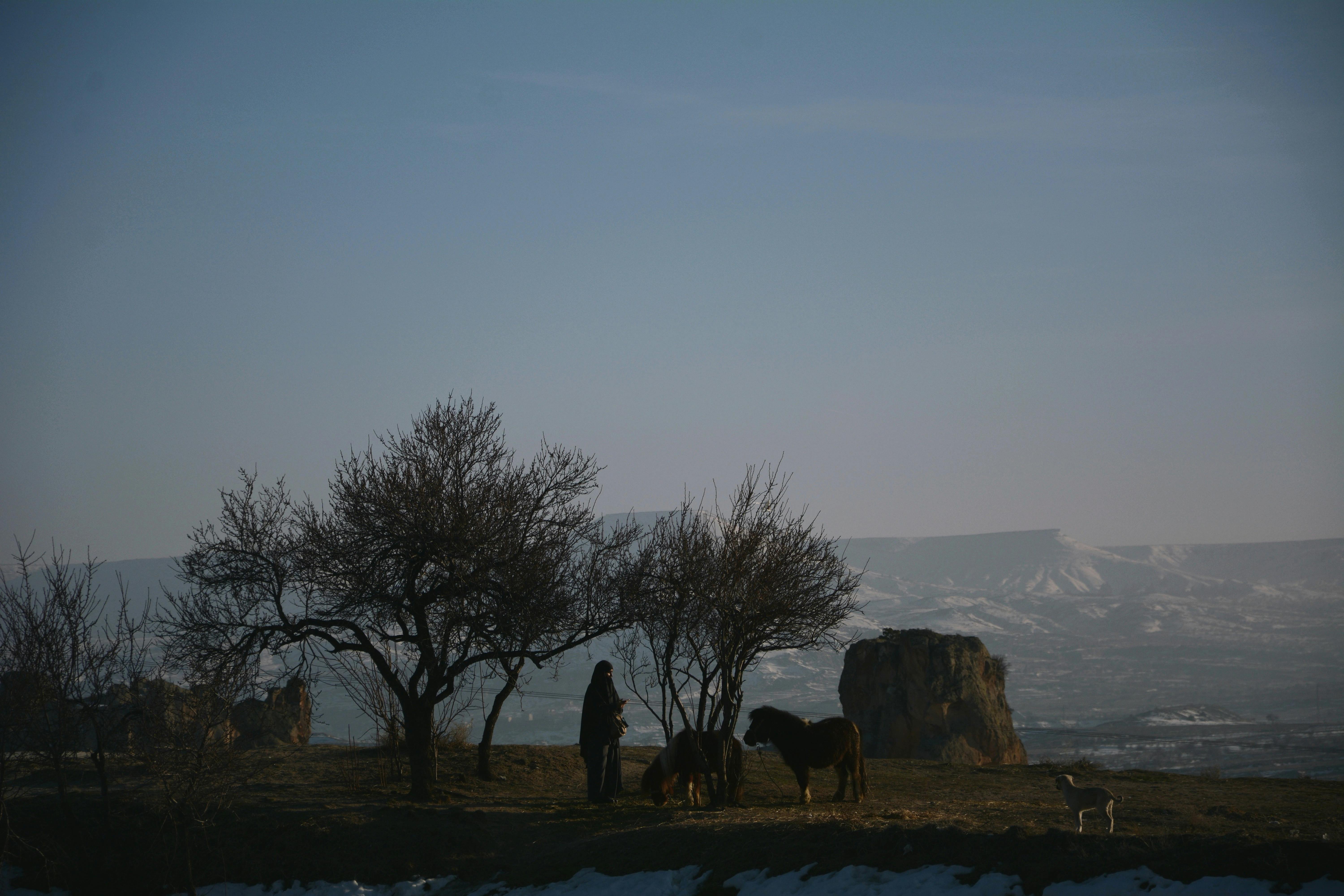 Free stock photo of ambient, animal pictures, atmosphere, backlit, calm ...