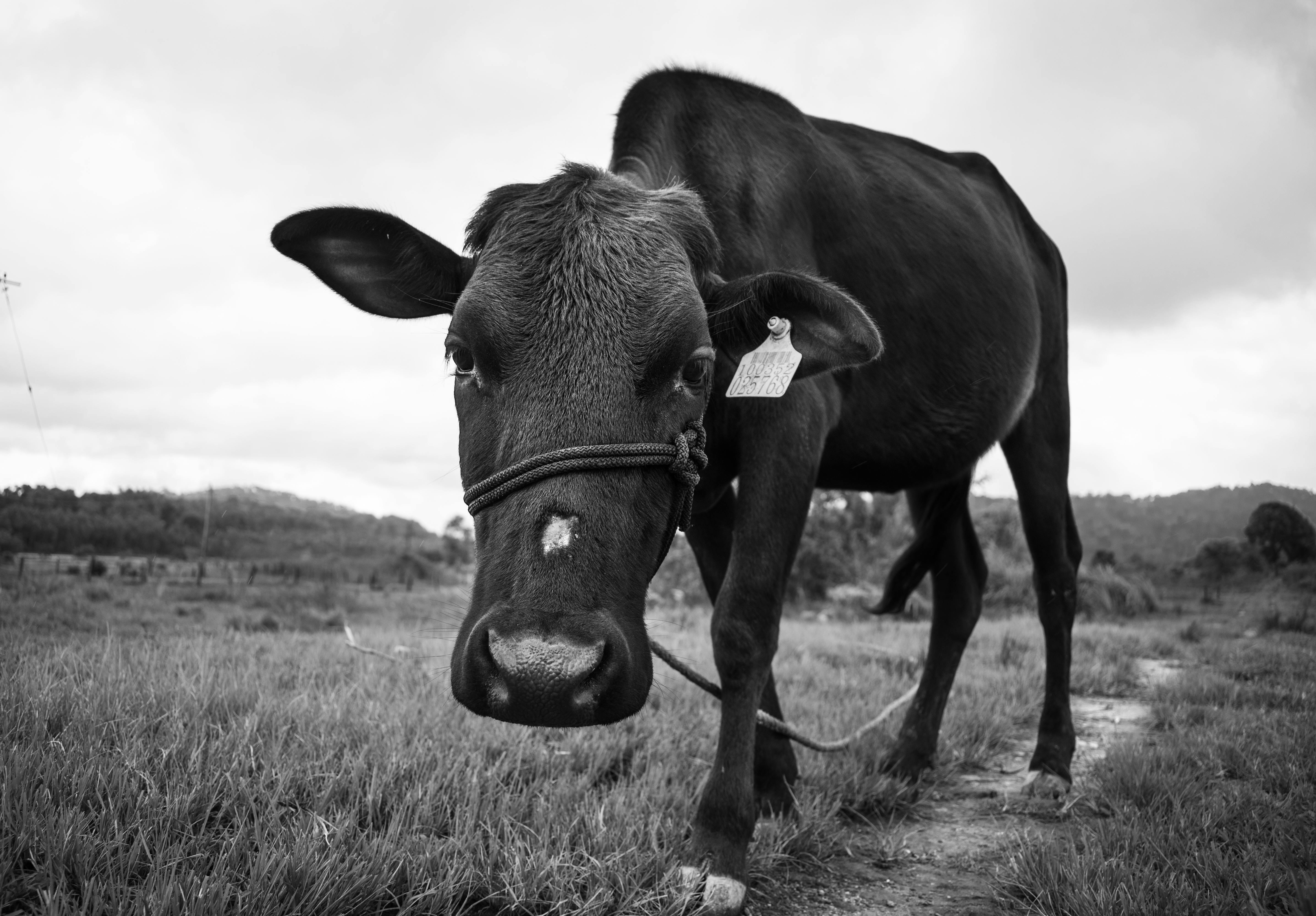 Grayscale Photo of Cow on Grass Field · Free Stock Photo