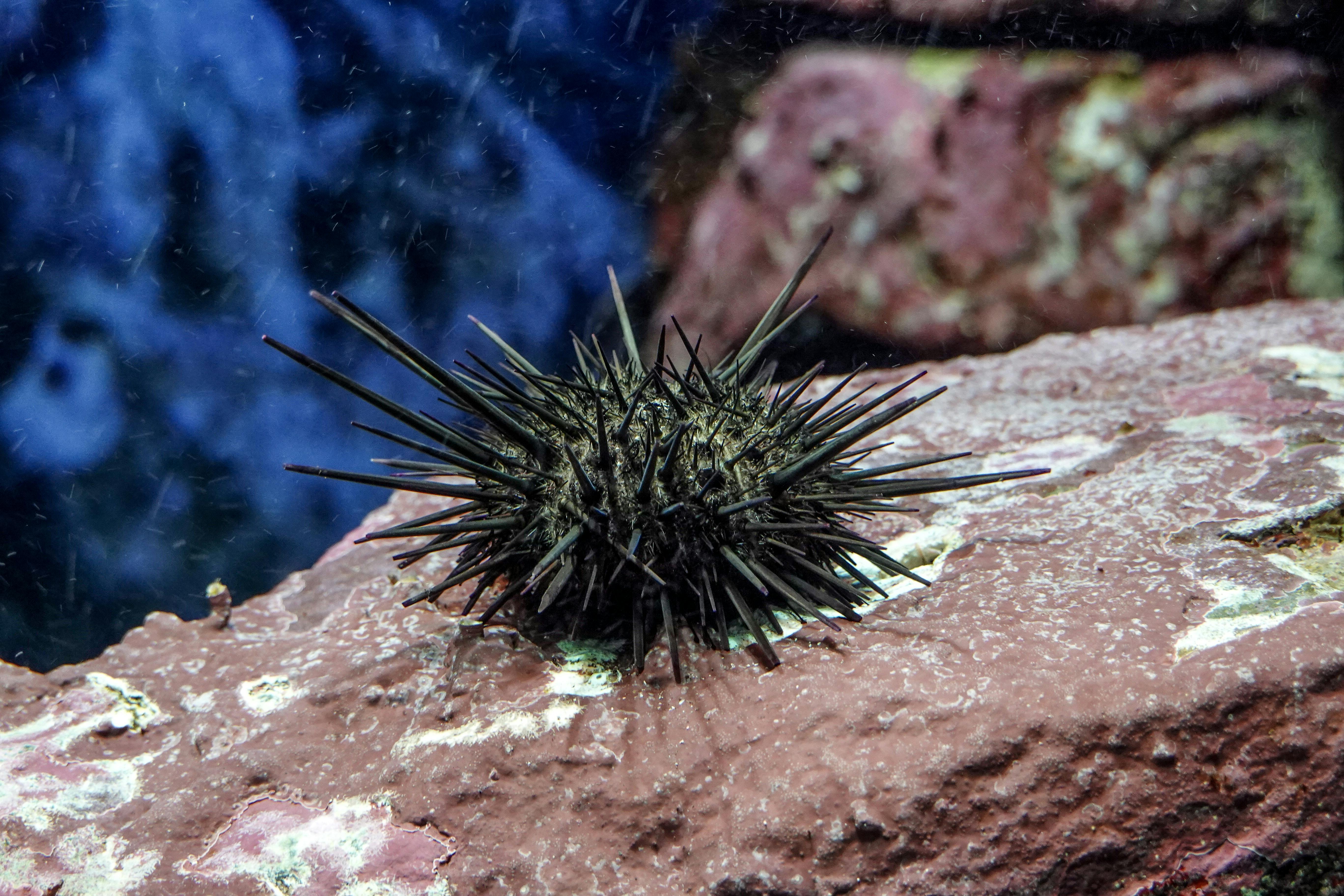 Animal with Spikes on Rock in Sea · Free Stock Photo