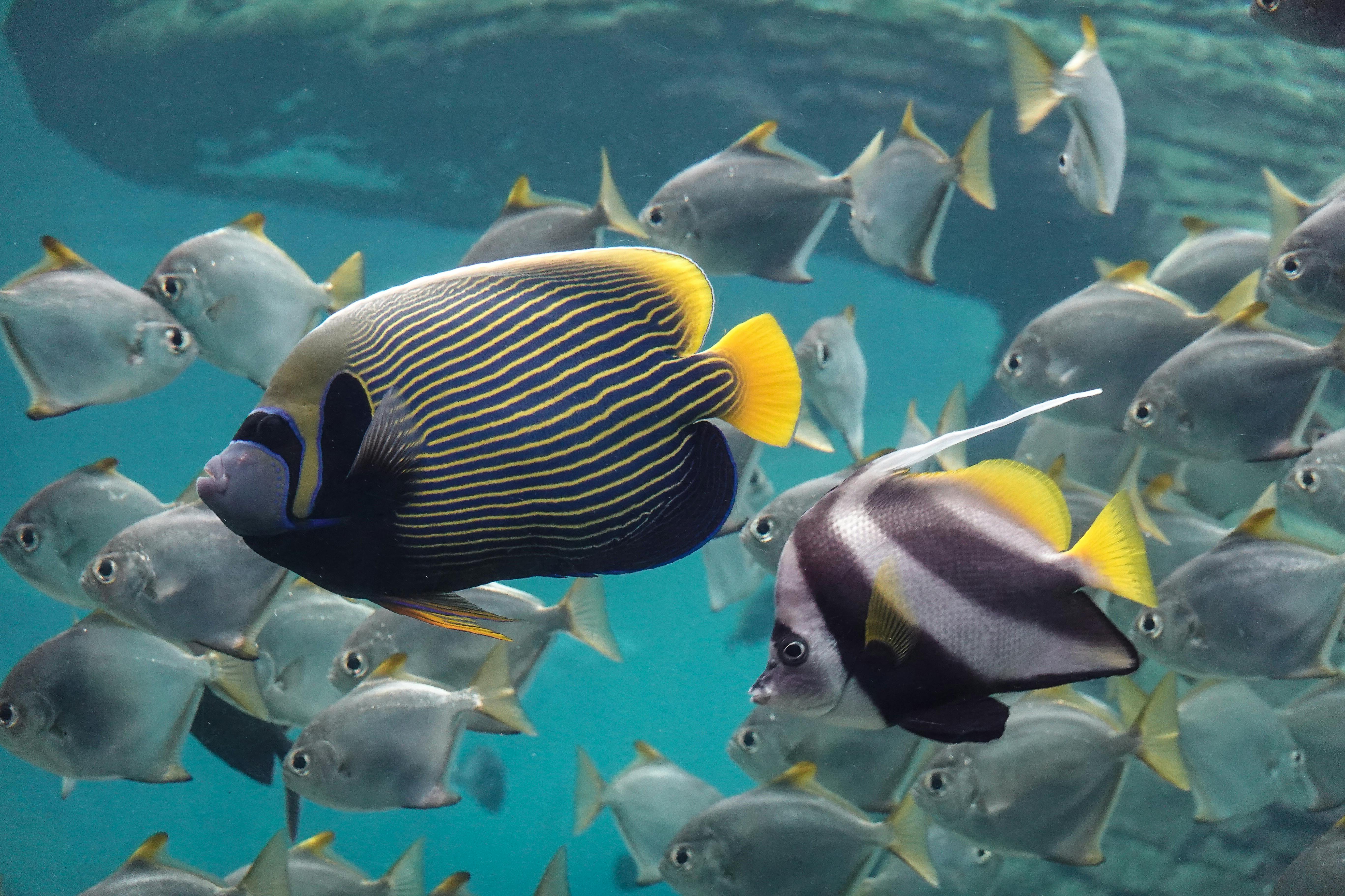 Blue and Yellow Fish in Close Up Photography · Free Stock Photo