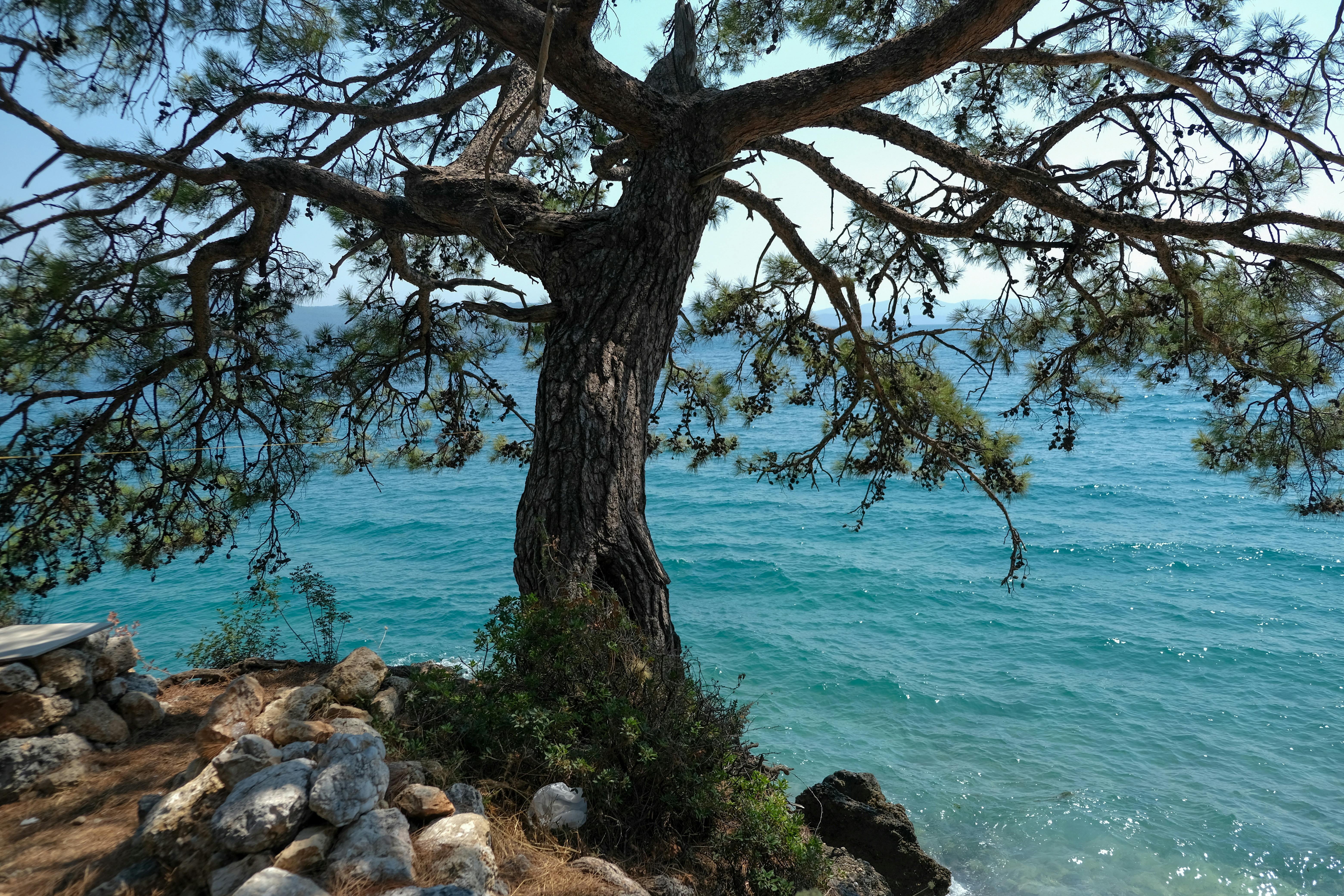 A Tree Near the Ocean · Free Stock Photo