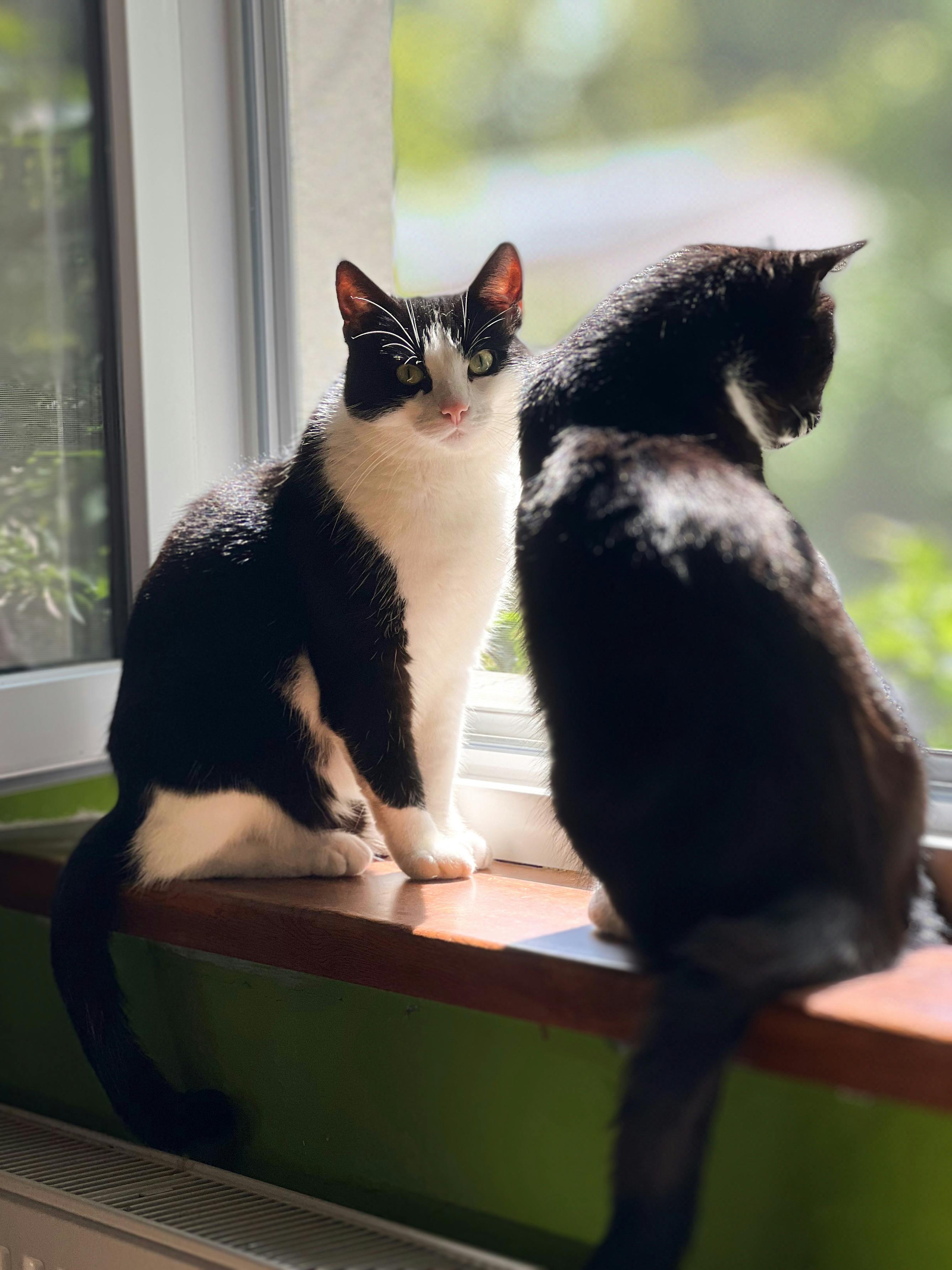 Cats On Window Photos, Download The BEST Free Cats On Window Stock ...