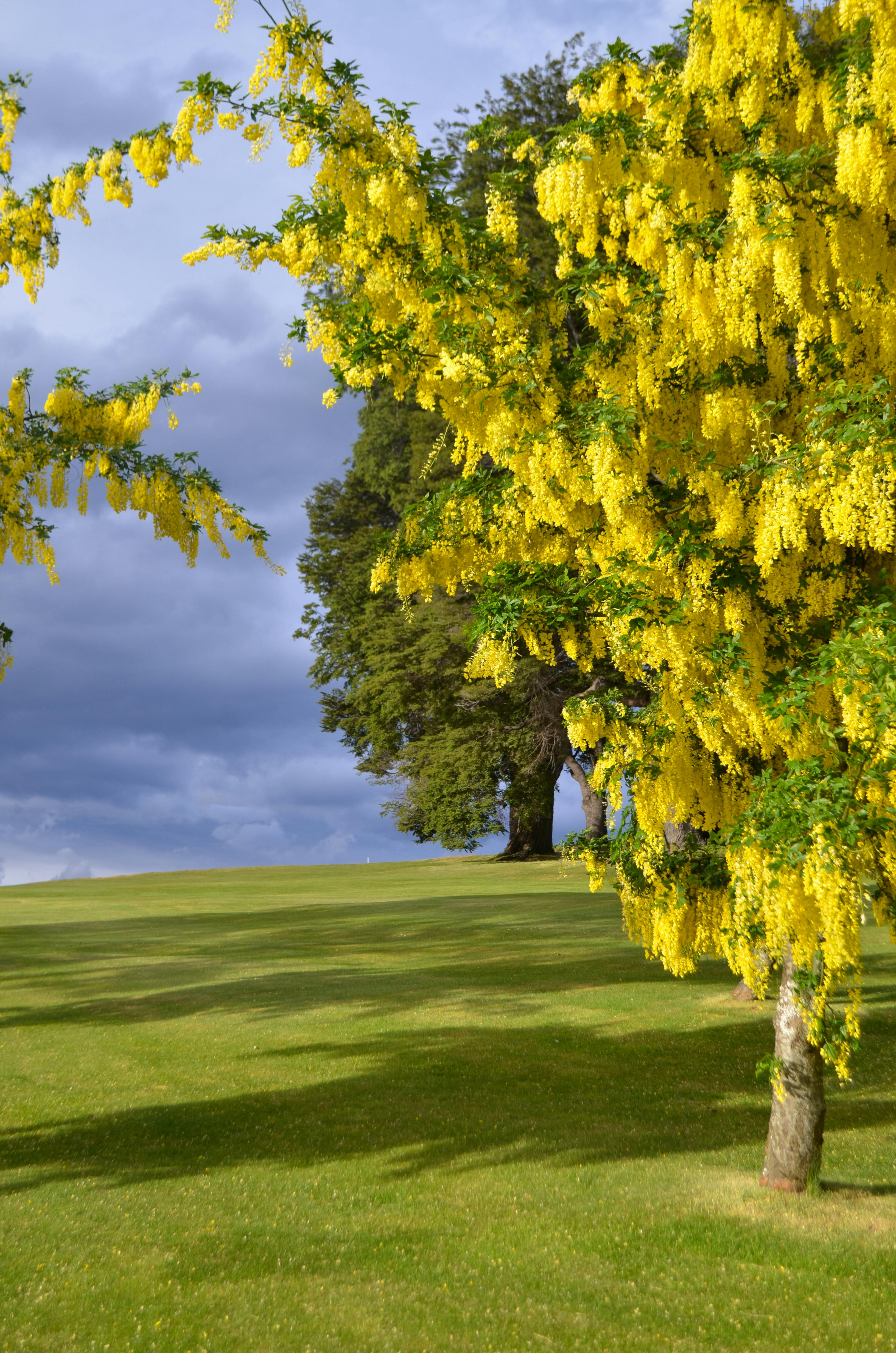 Yellow Leaf Tree on Green Grass Field · Free Stock Photo