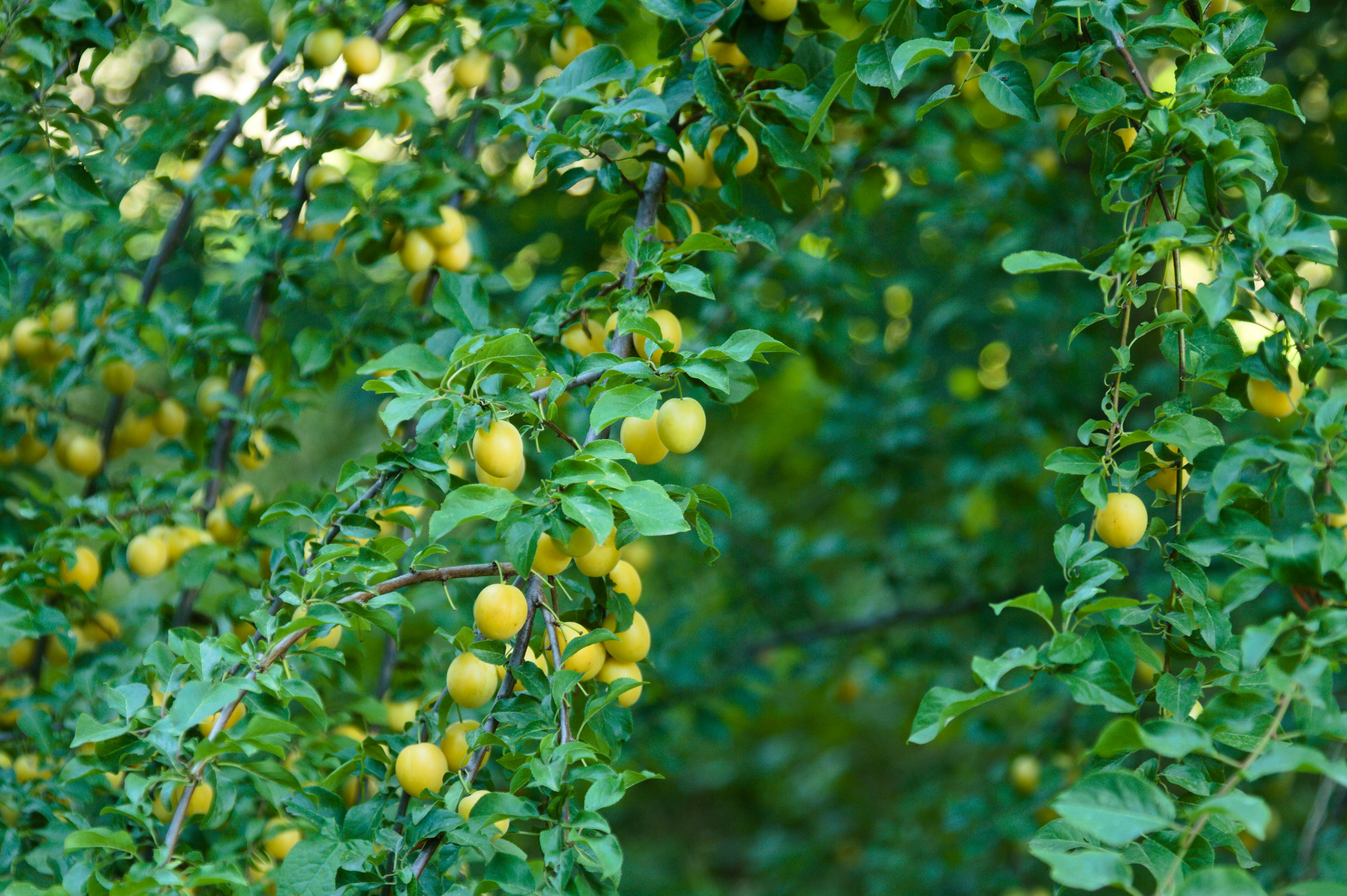Yellow Plum Tree Branches · Free Stock Photo