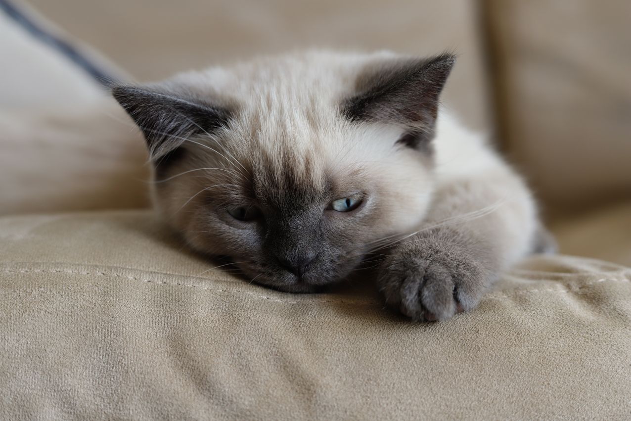 Siamese Cat Life Expectancy: Average Lifespan & Health Tips