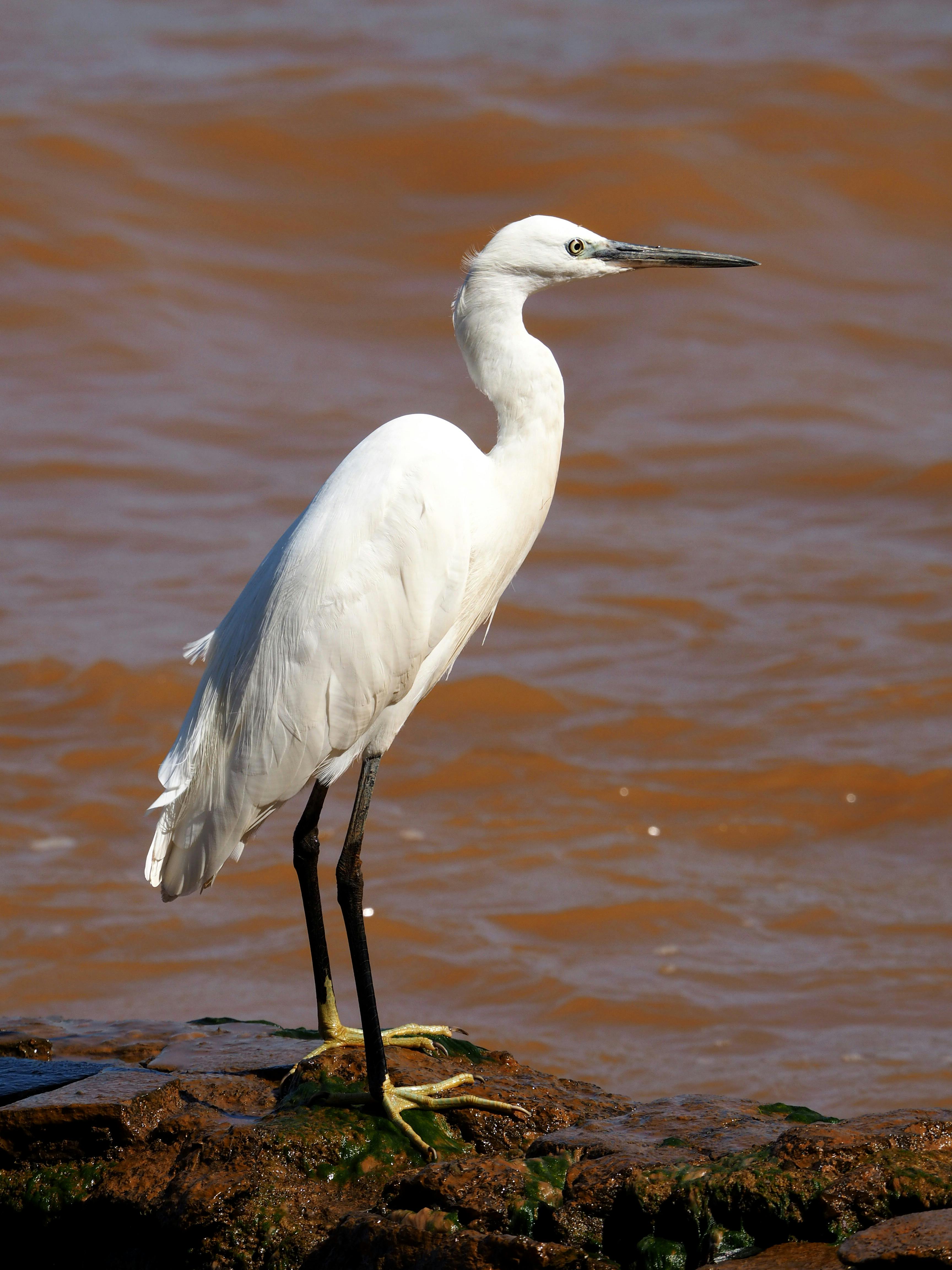 Lake Albert Uganda Photos, Download The BEST Free Lake Albert Uganda ...