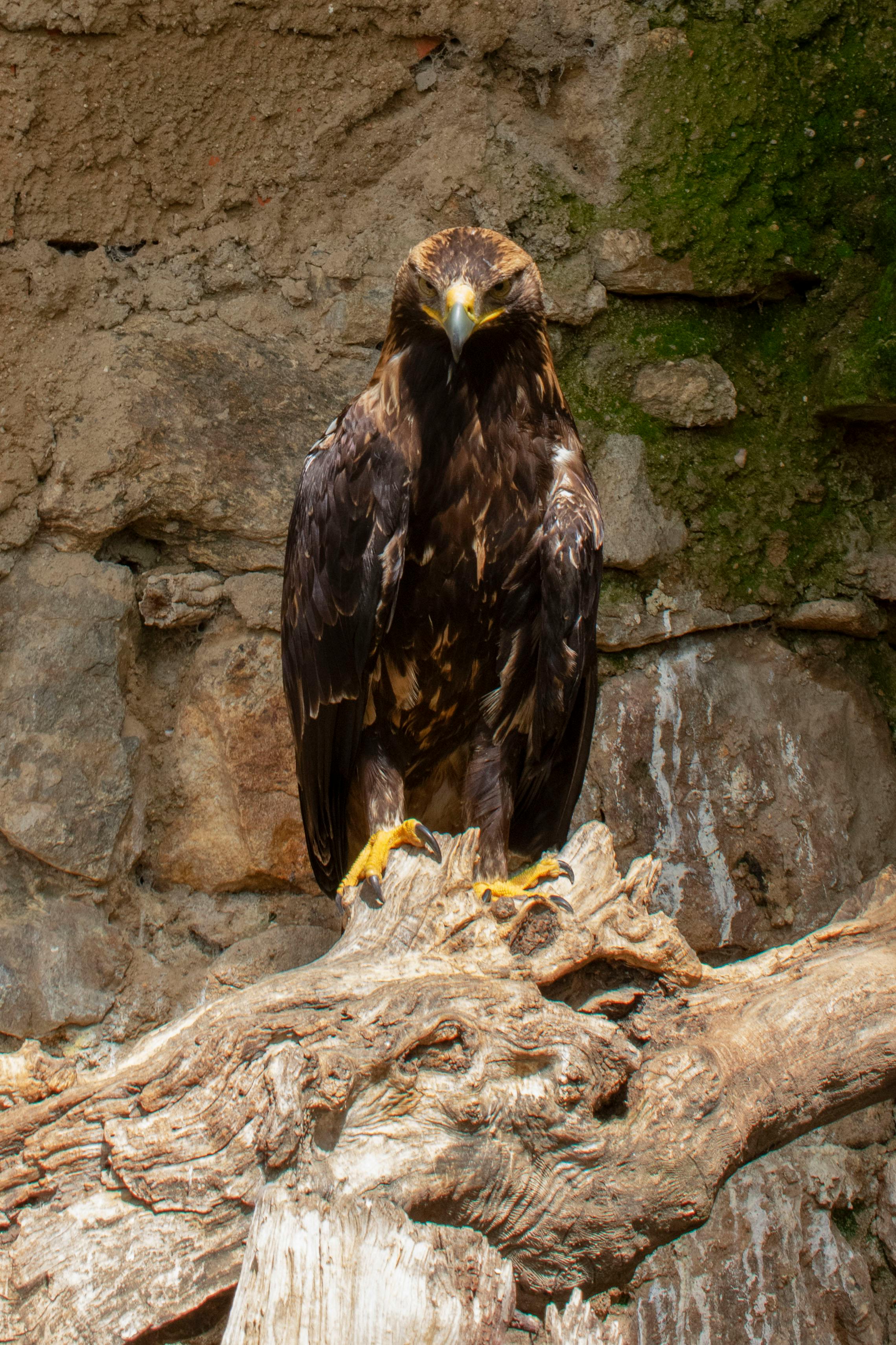 Close-Up Shot of a Golden Eagle · Free Stock Photo