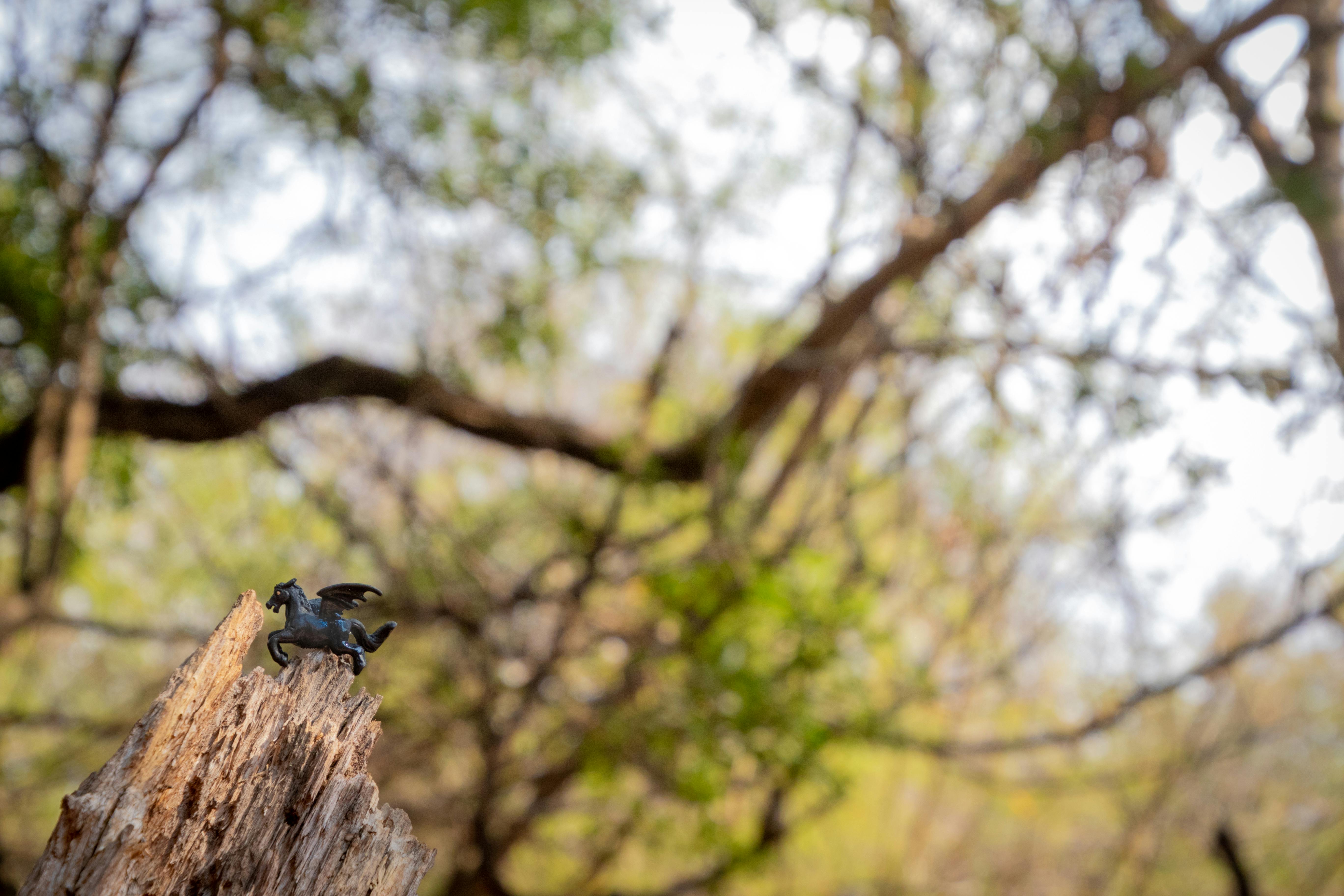 Dragon Photoshop Photos, Download The BEST Free Dragon Photoshop Stock ...