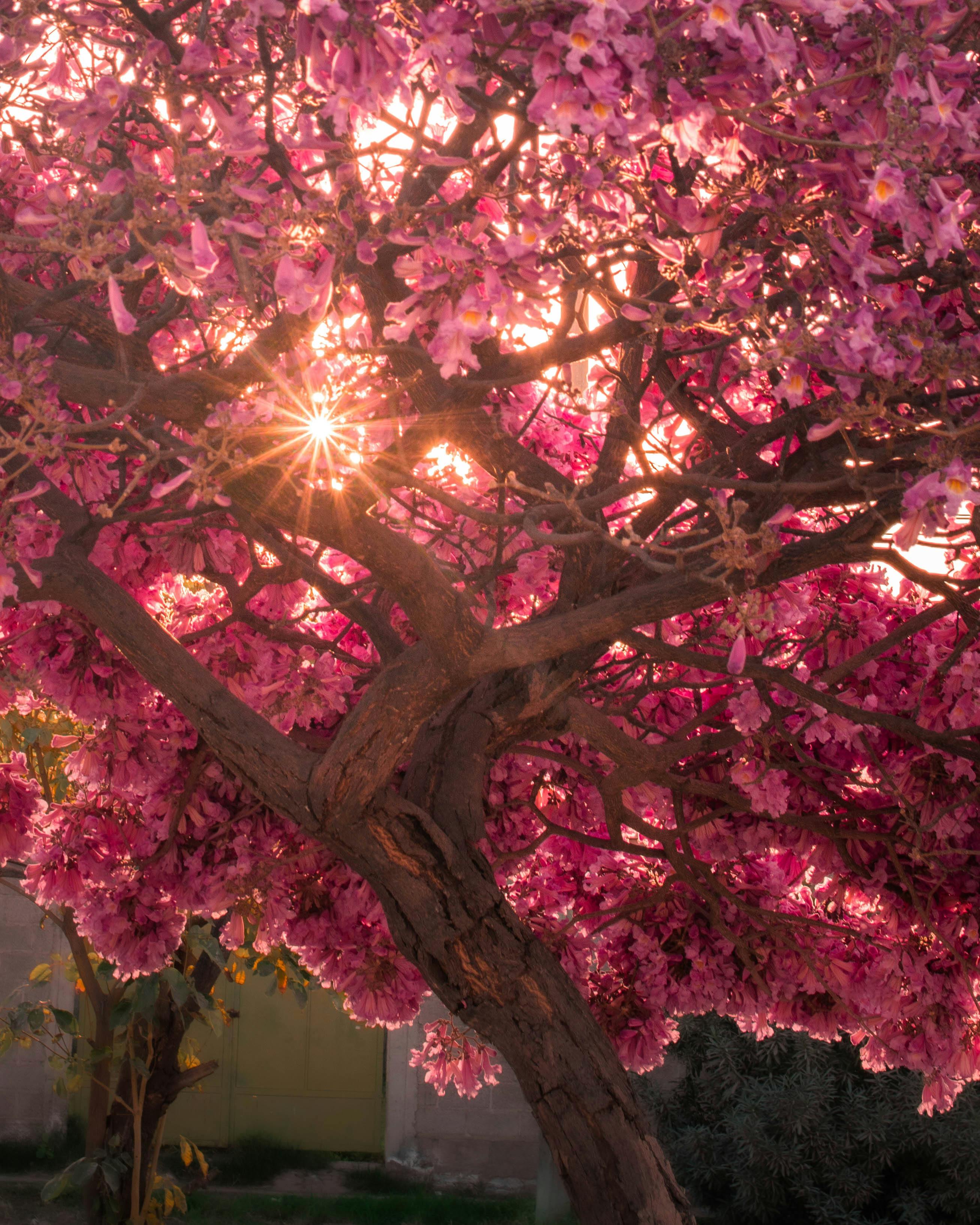 Photo of Tree with Pink Flowers · Free Stock Photo