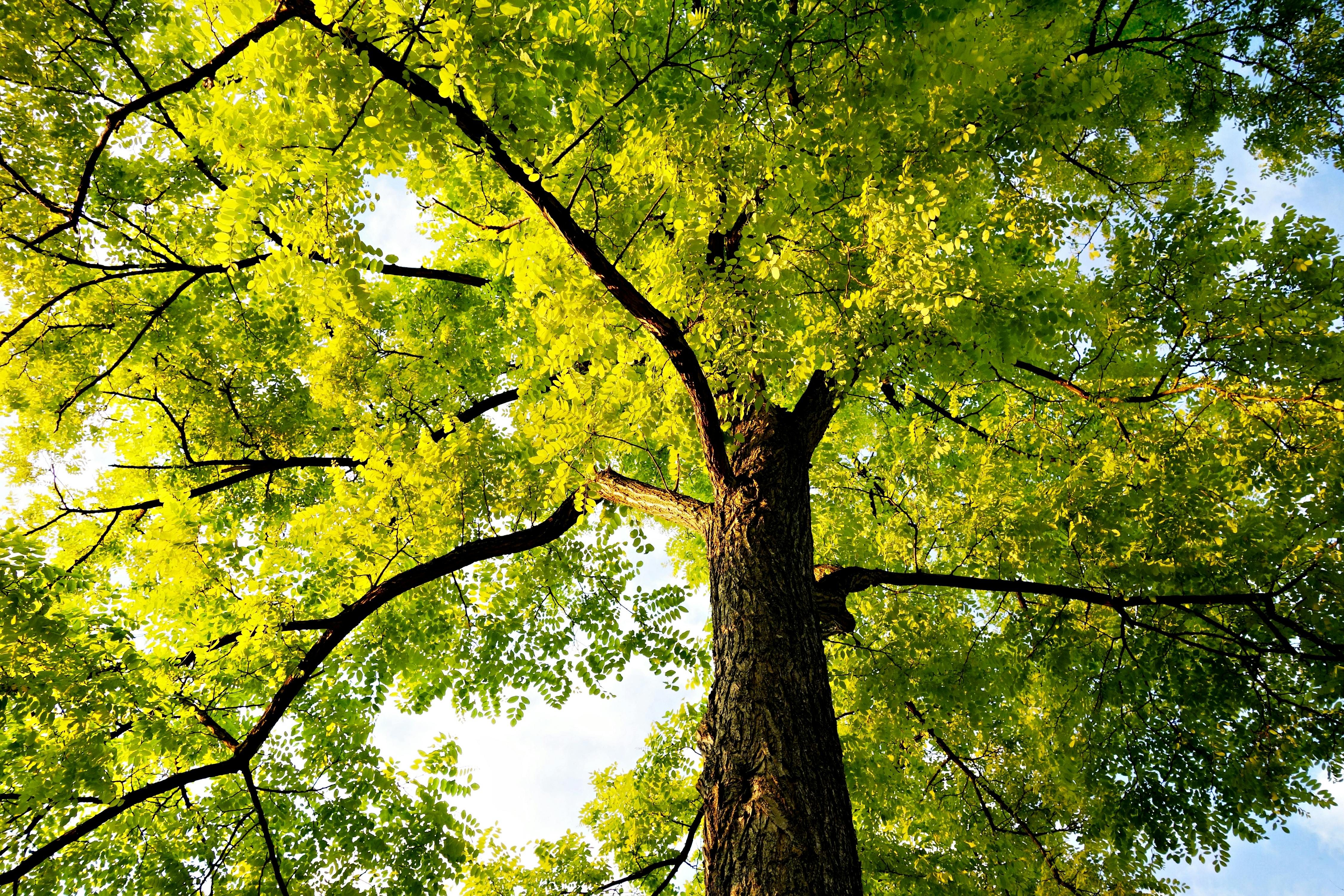 Free stock photo of branch, bright, canopy