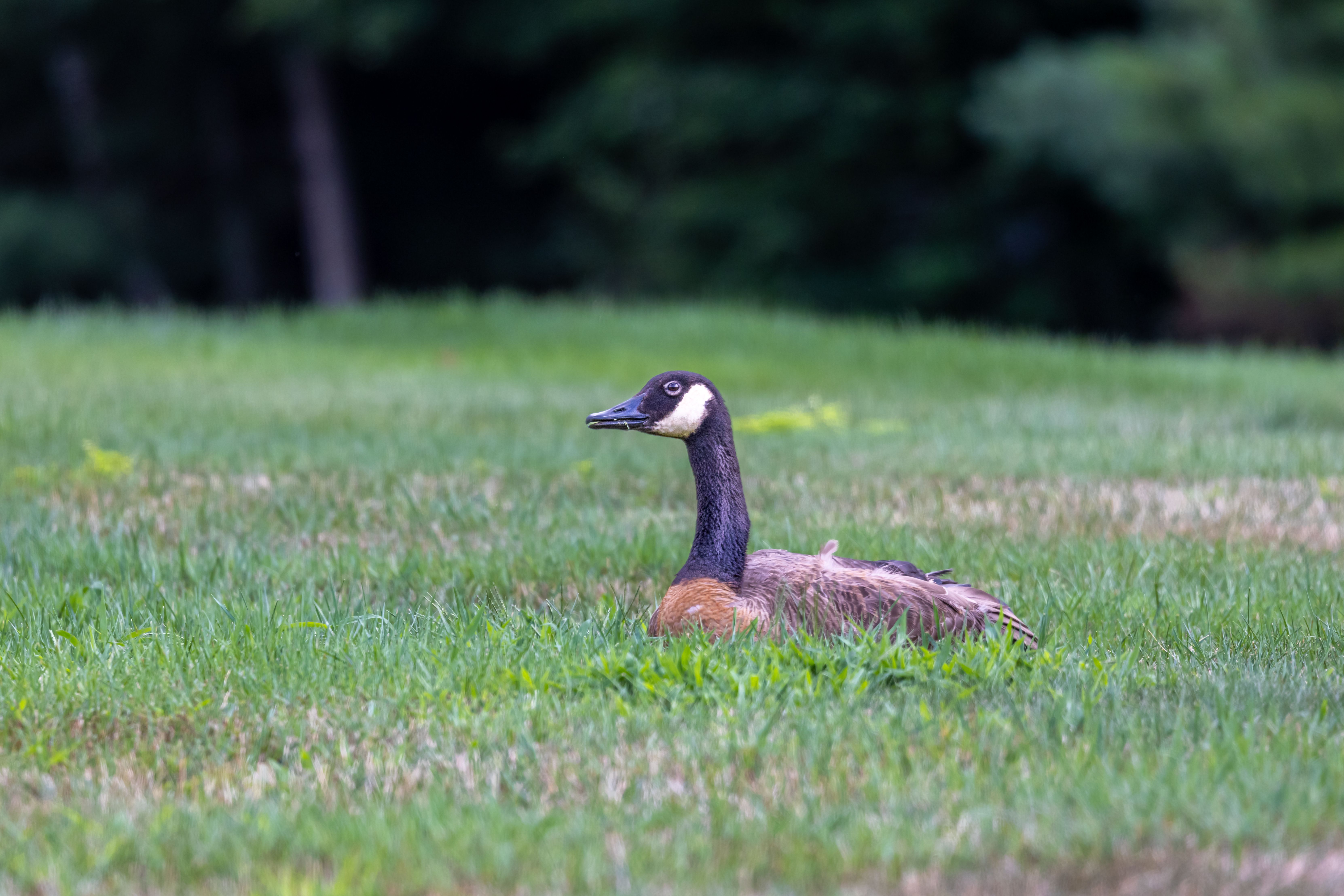 A Goose on the Grass · Free Stock Photo