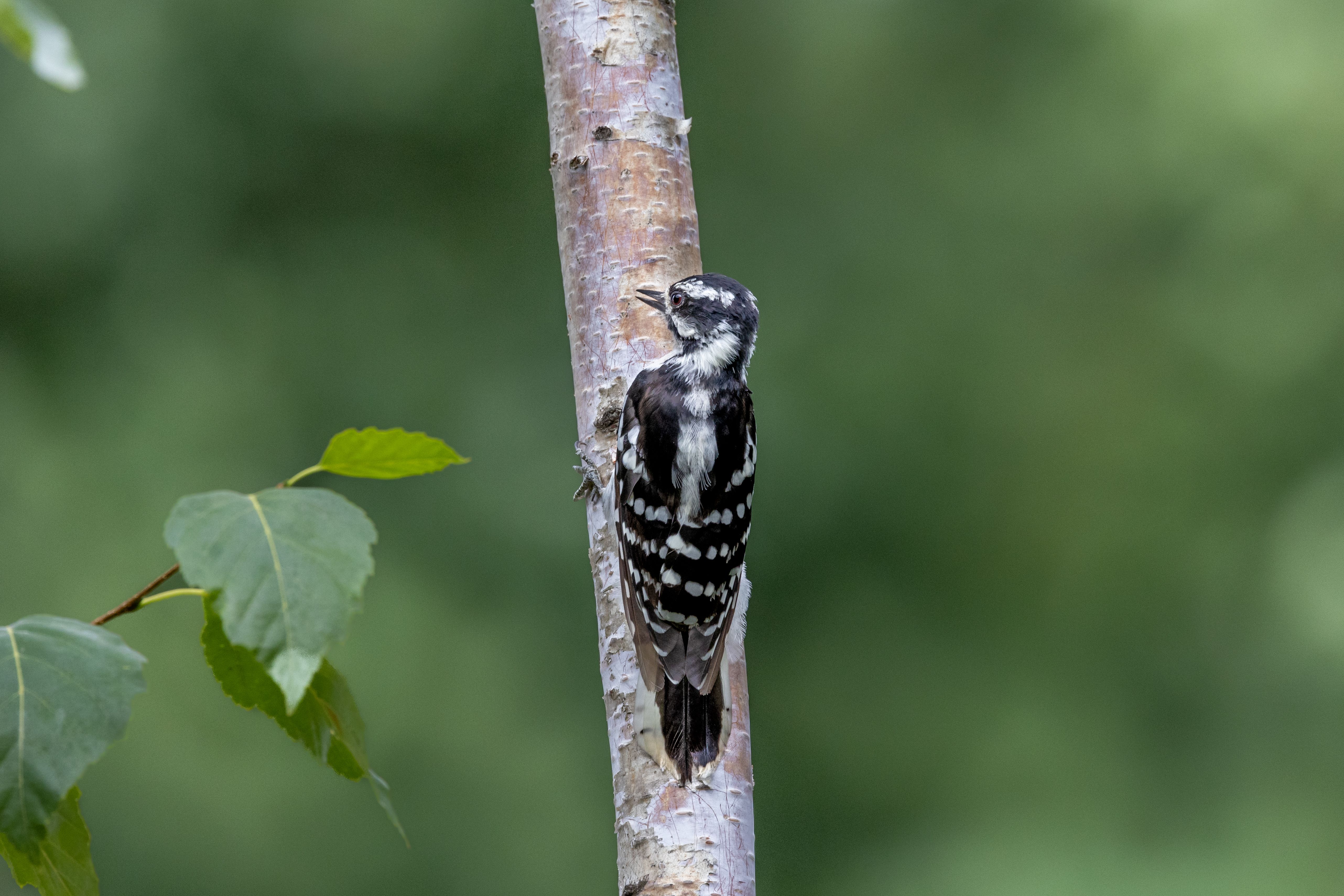 Close-Up Shot of a Woodpecker · Free Stock Photo