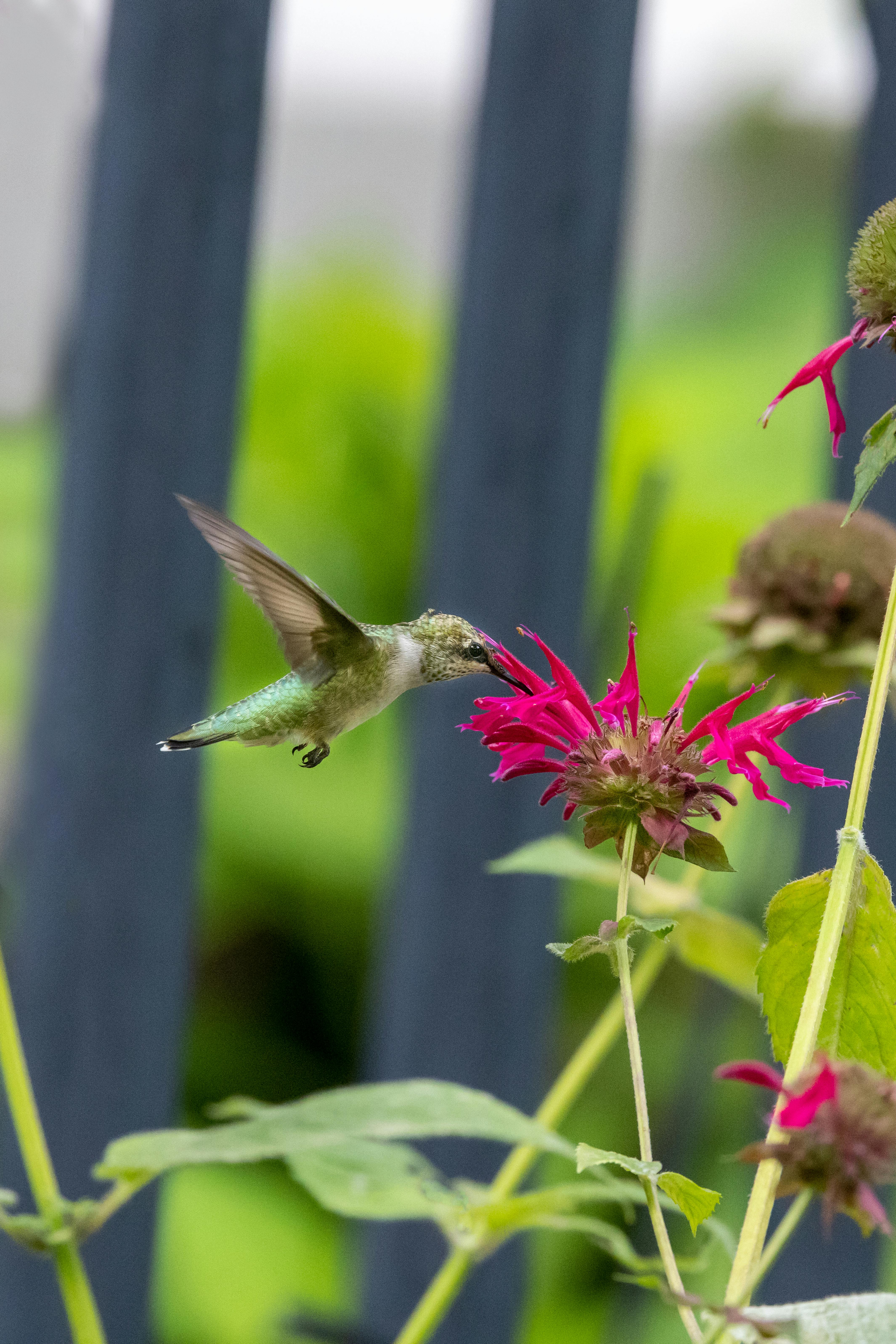 Close-Up Photography of Hummingbird · Free Stock Photo