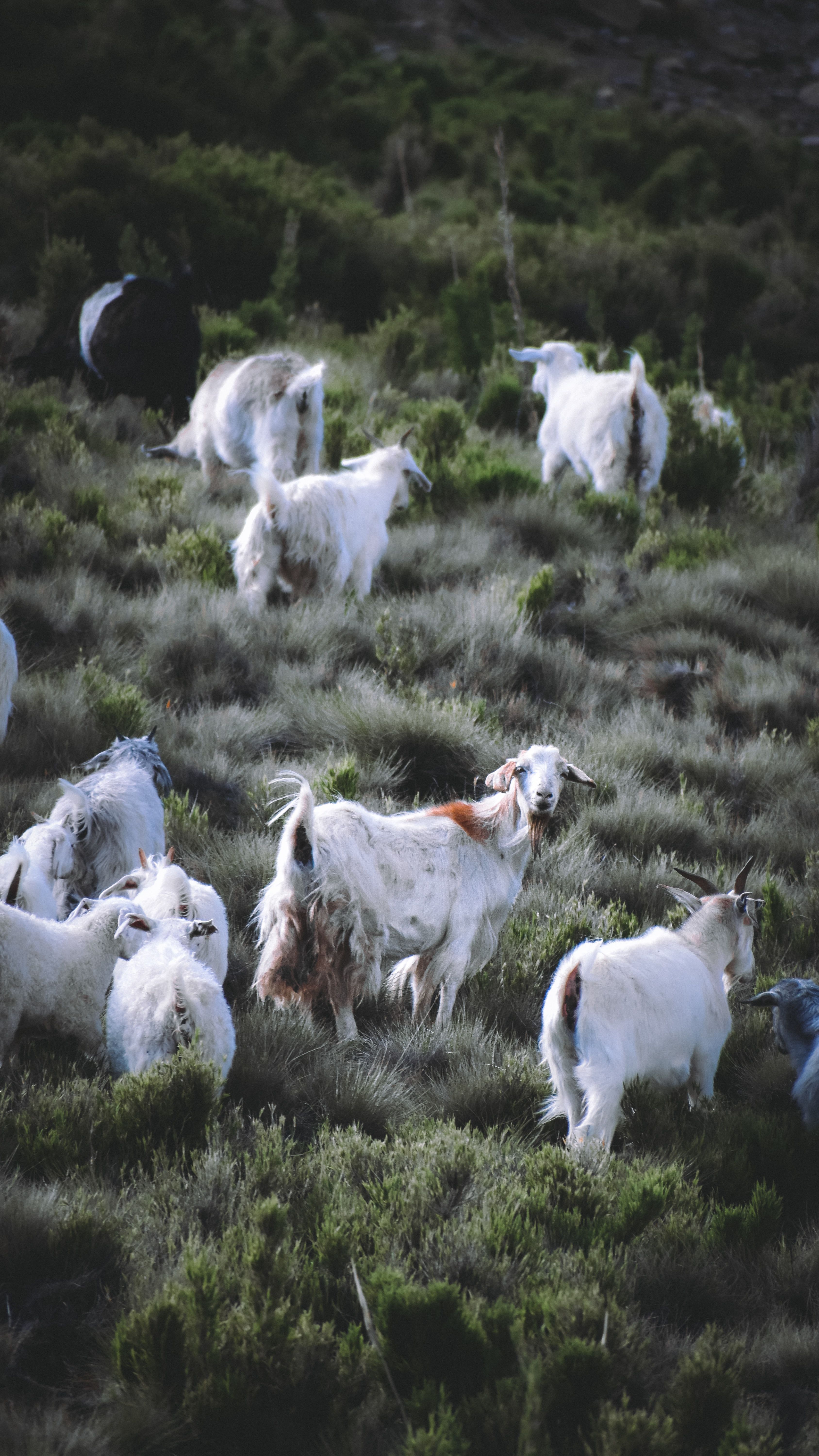 Photo of White Goats in a Grass Field · Free Stock Photo