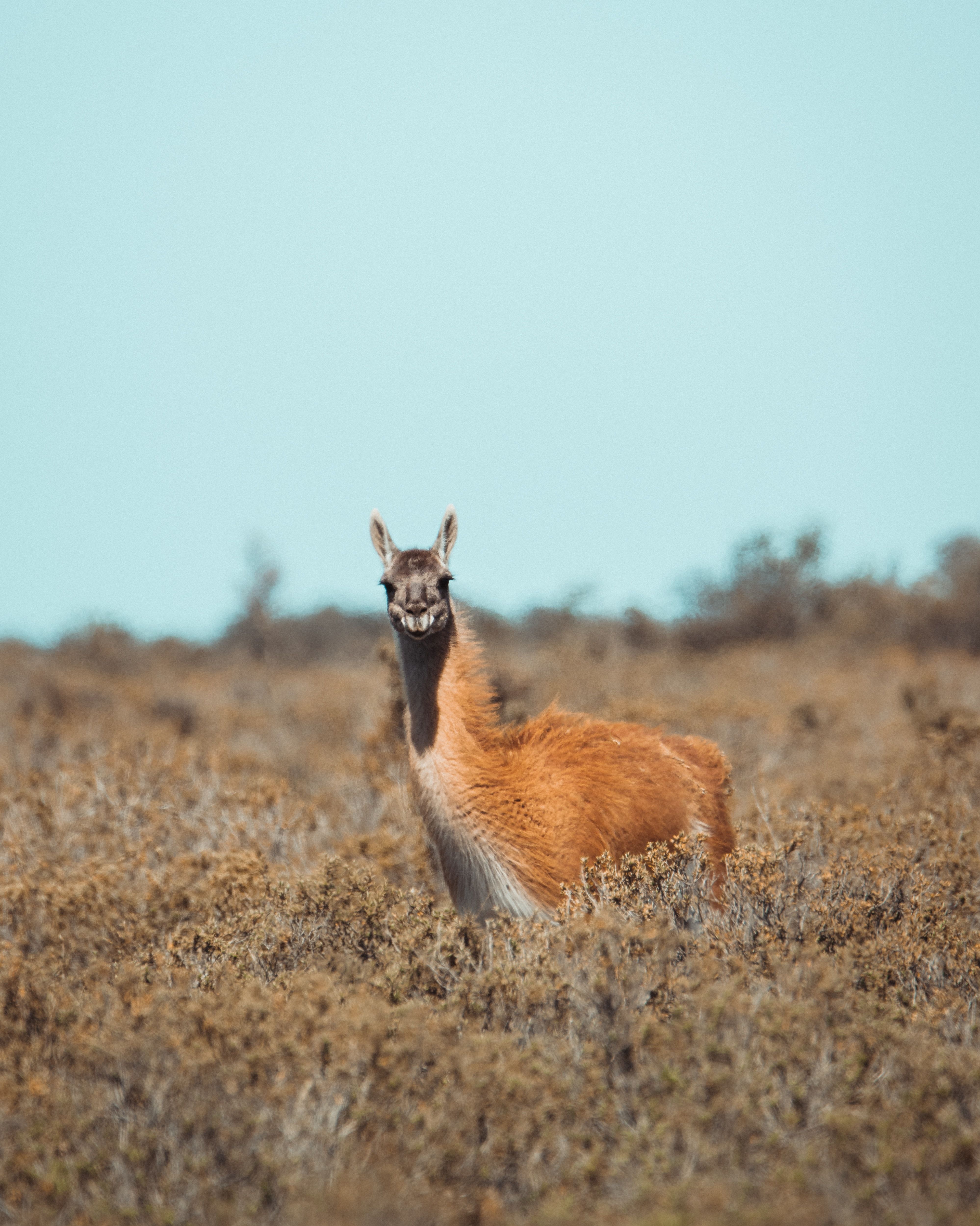 Llama in Nature · Free Stock Photo