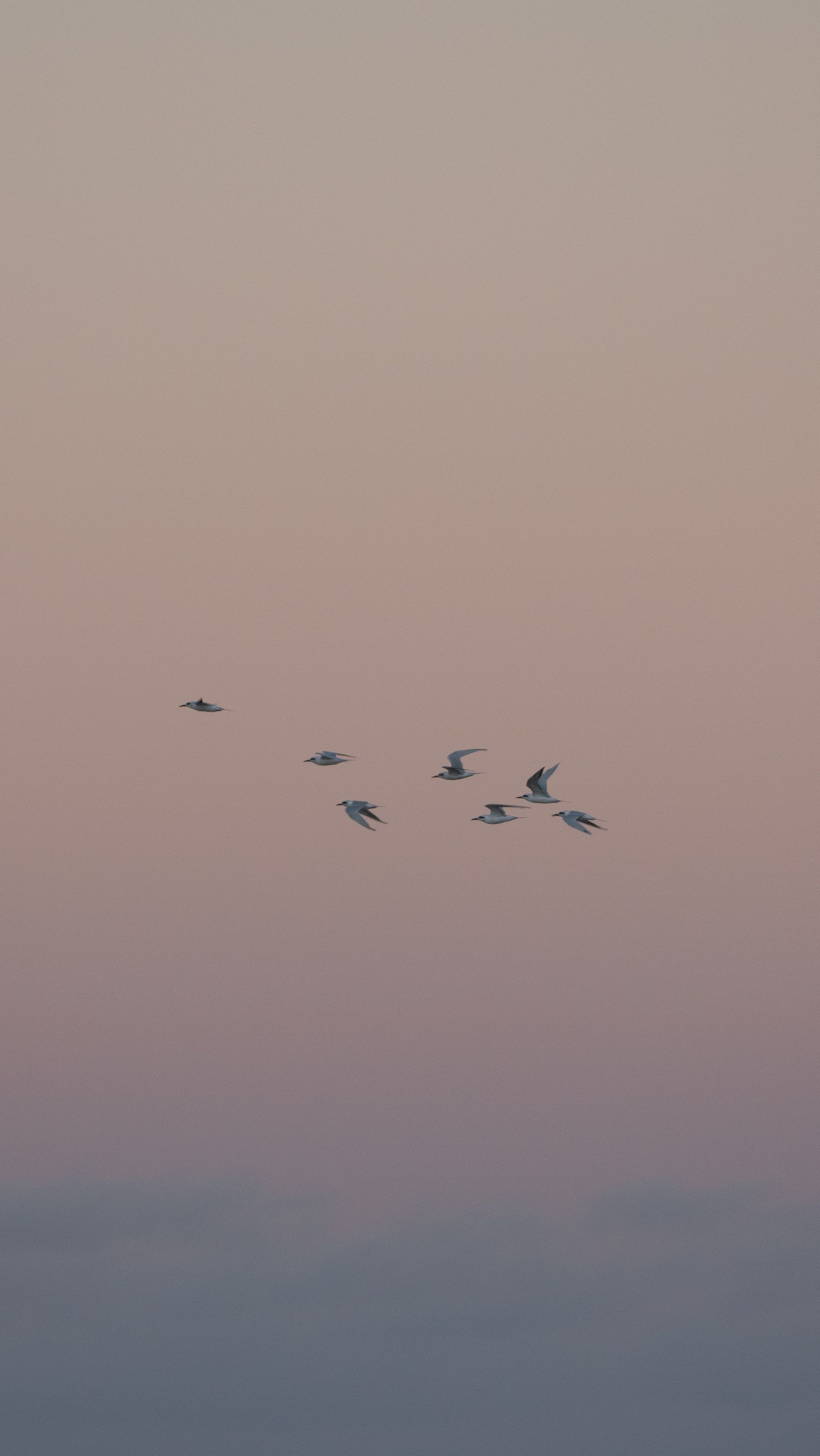 Flock of Birds Flying above Lake · Free Stock Photo