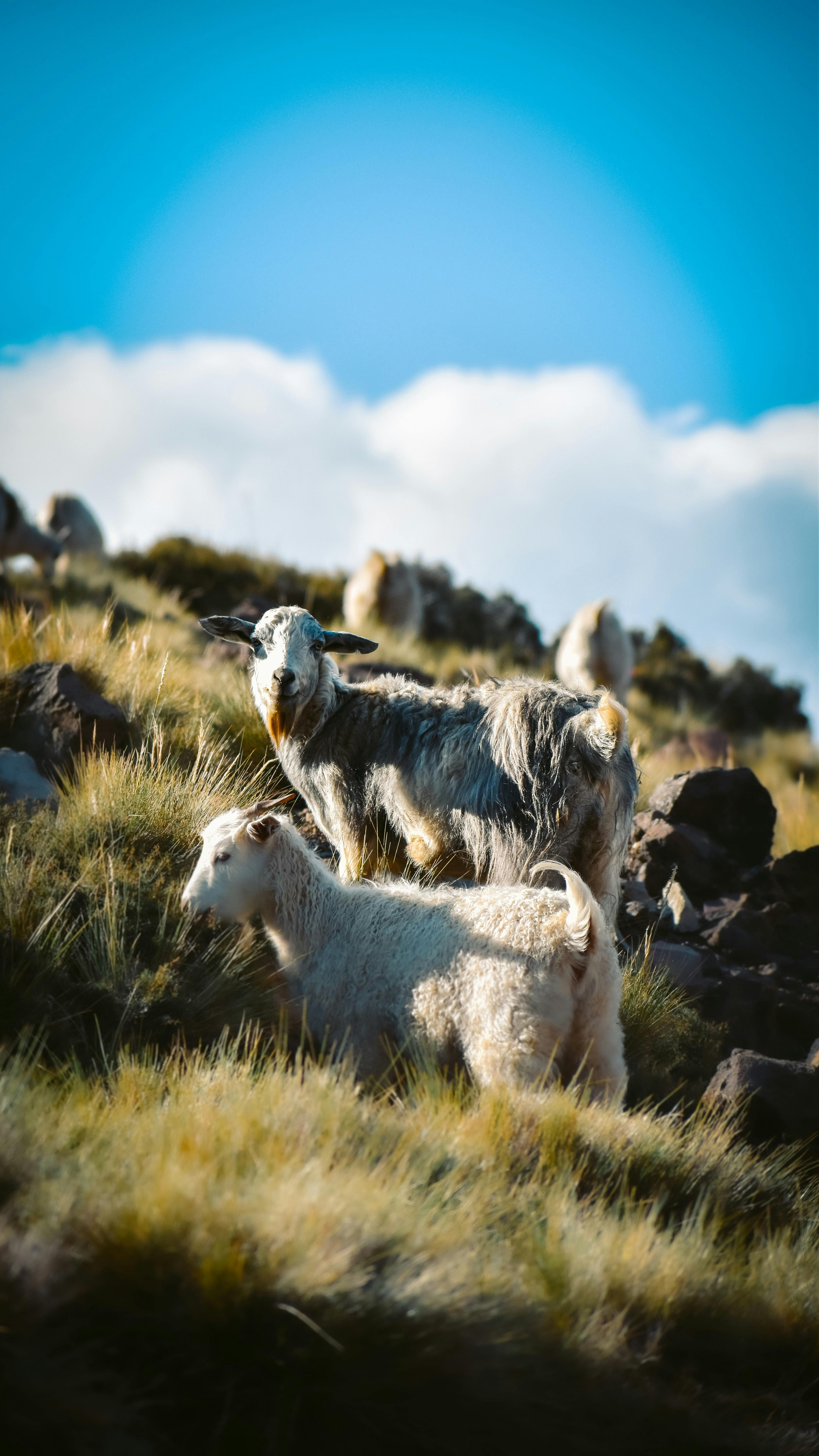Sheep on Meadow · Free Stock Photo