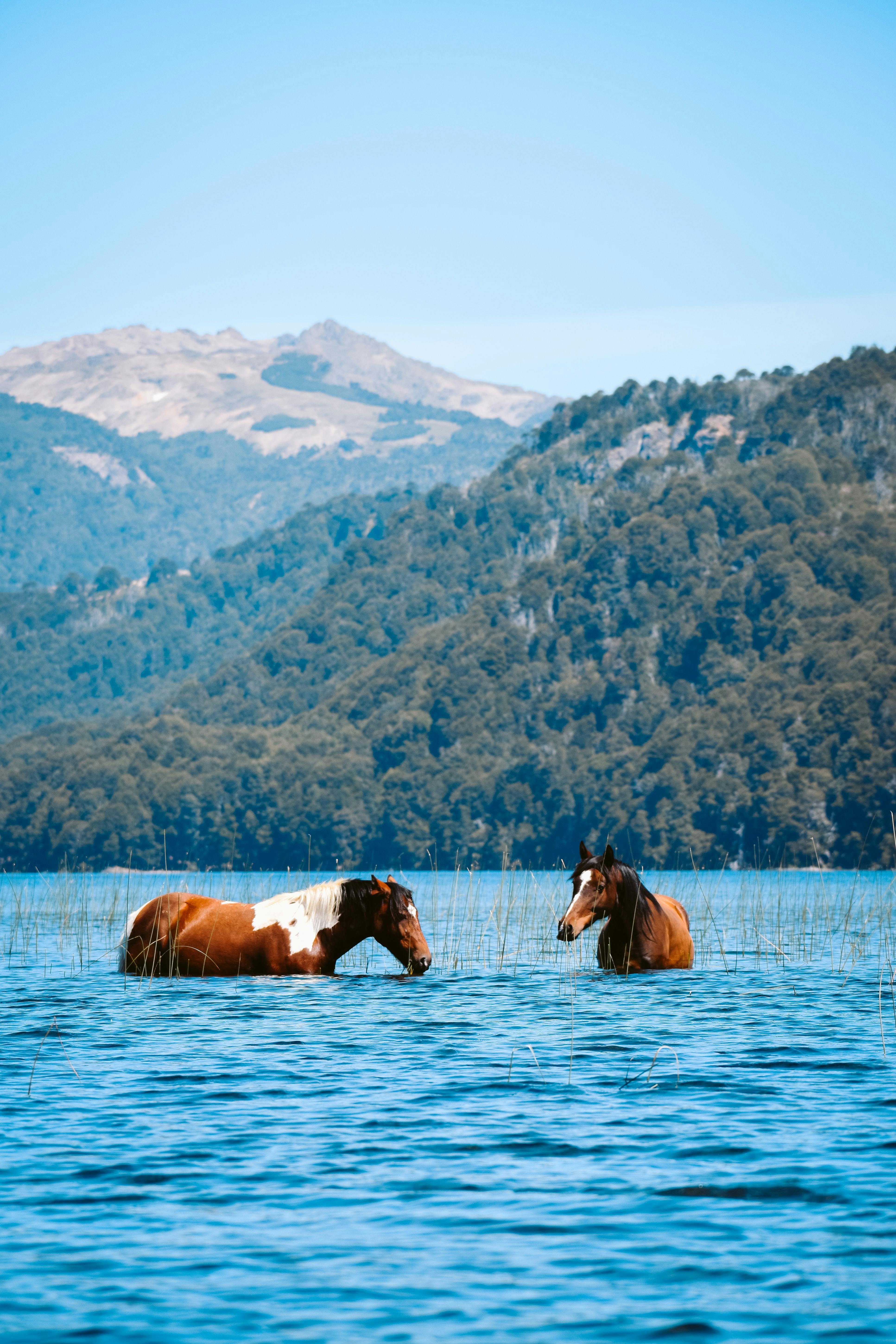 Horses in the Water · Free Stock Photo