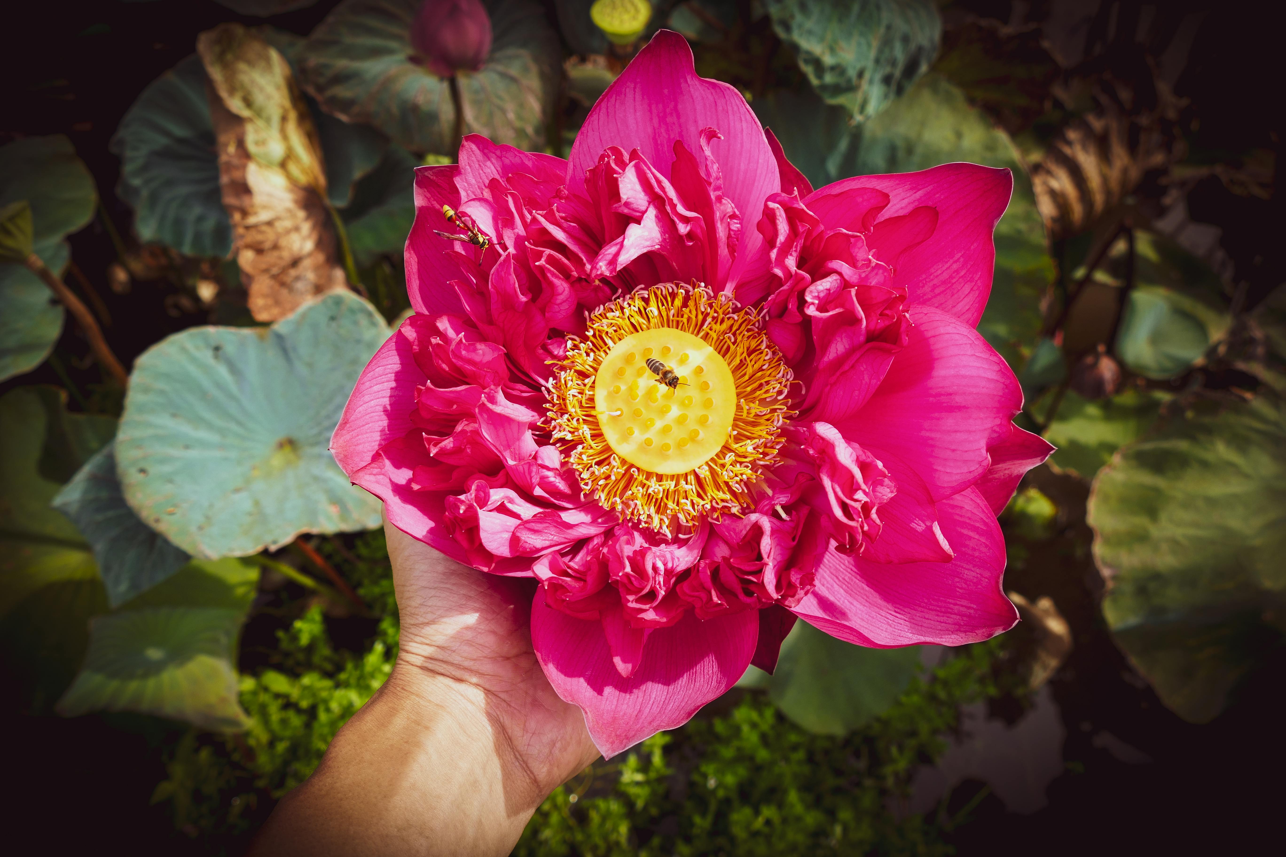 Hand Holding Lotus Flower Photos, Download The BEST Free Hand Holding ...