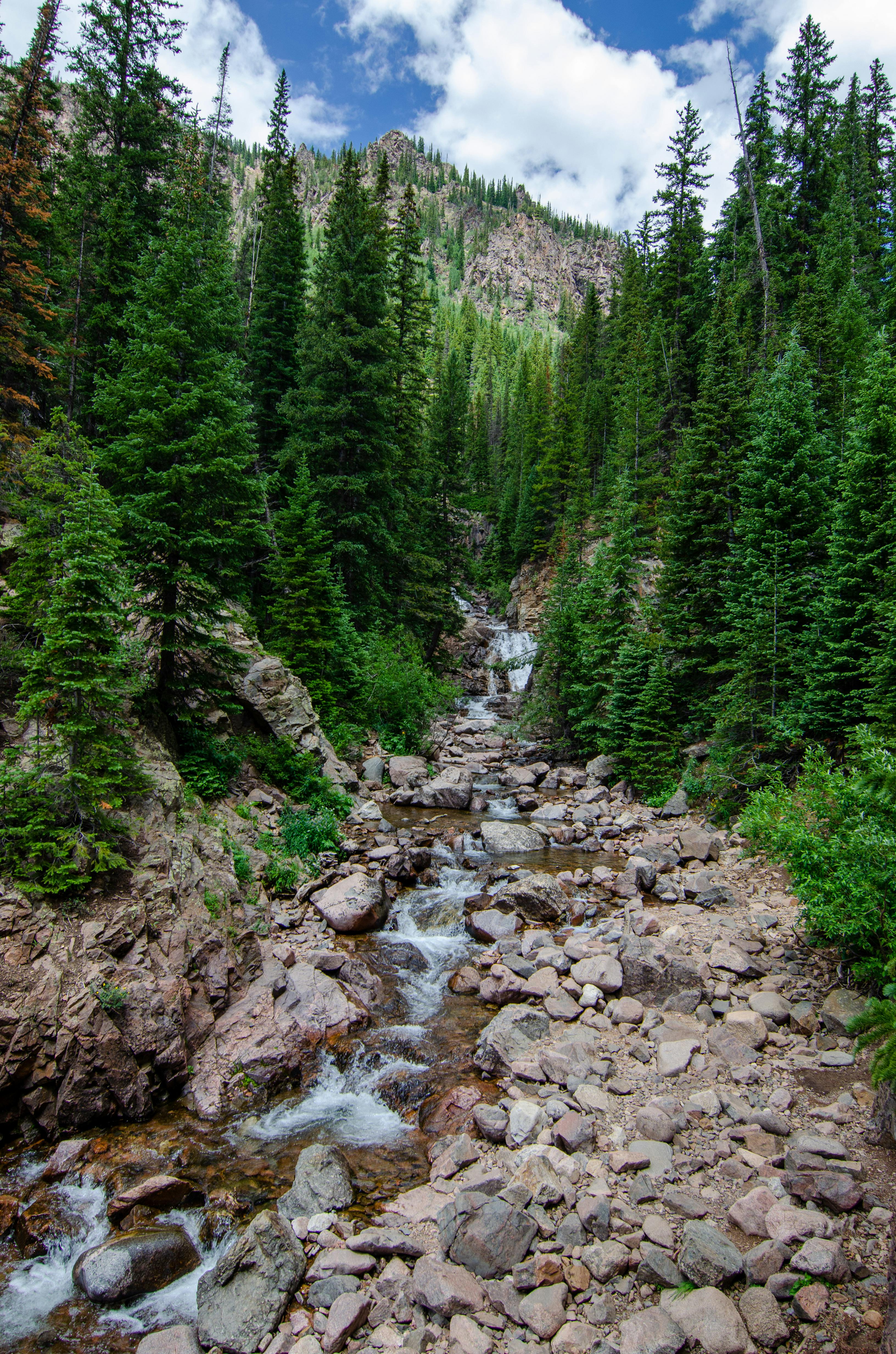 River in the Forest · Free Stock Photo