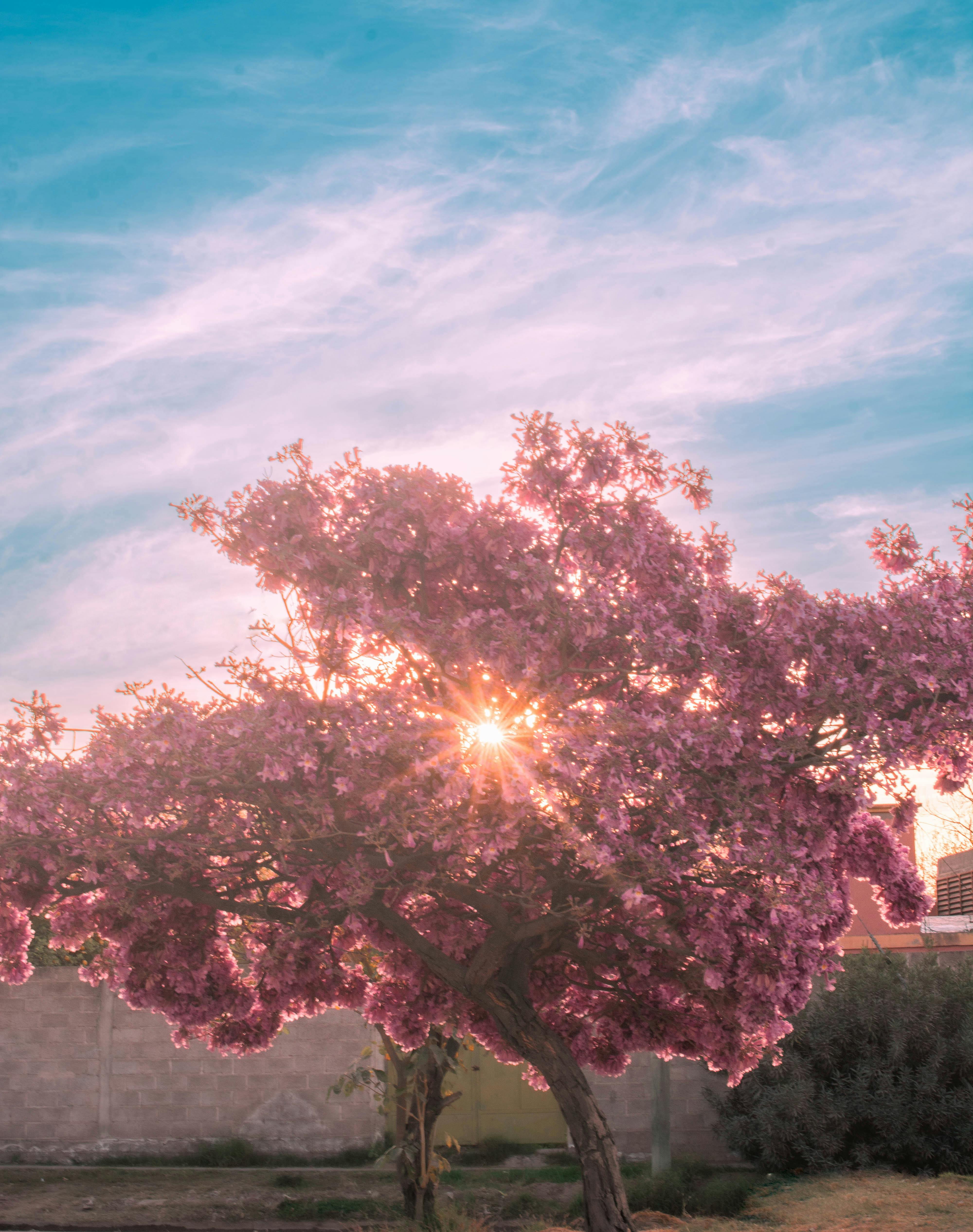 Pink Blooming Tree on Blue Sky · Free Stock Photo