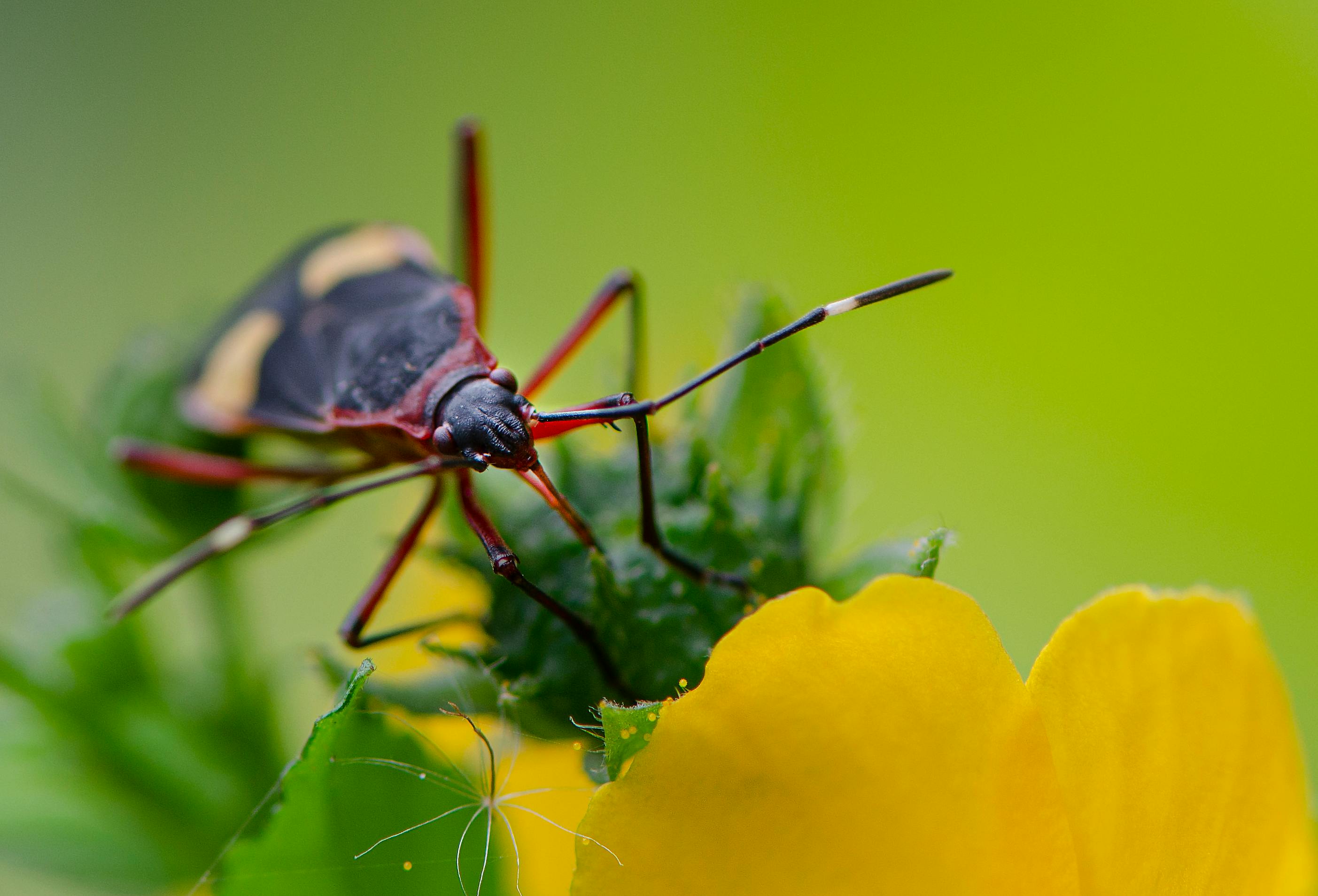 Insect On Bread Photos, Download The BEST Free Insect On Bread Stock ...