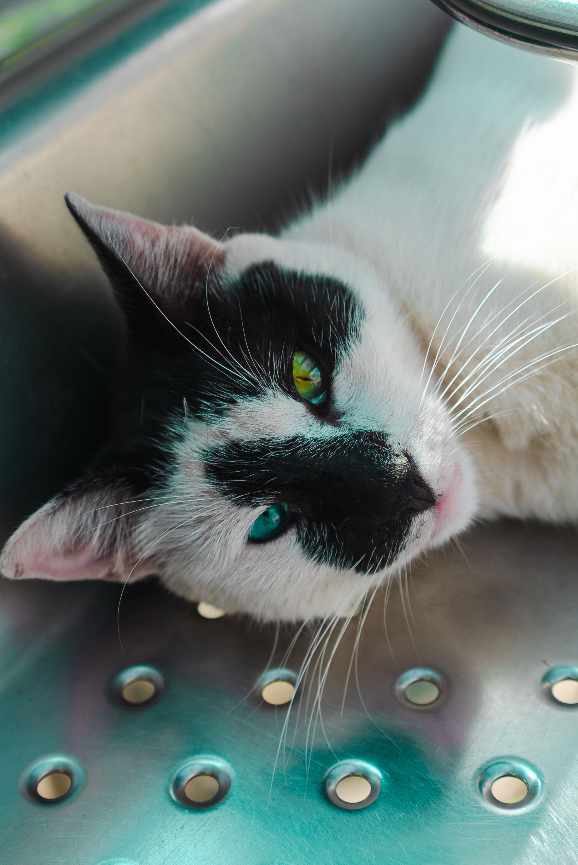 A Cat With Heterochromia · Free Stock Photo