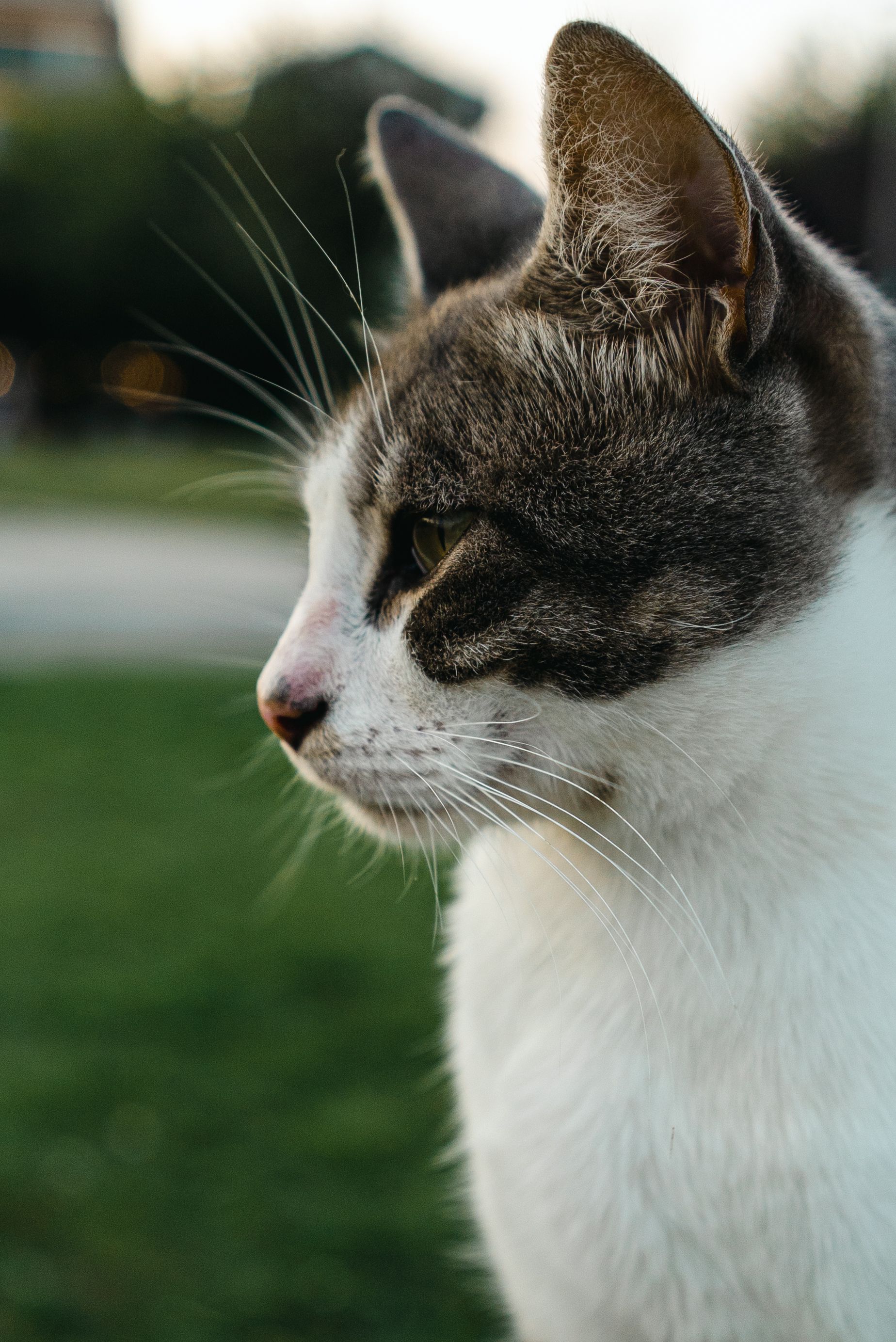 Close-Up Shot of a Cat · Free Stock Photo
