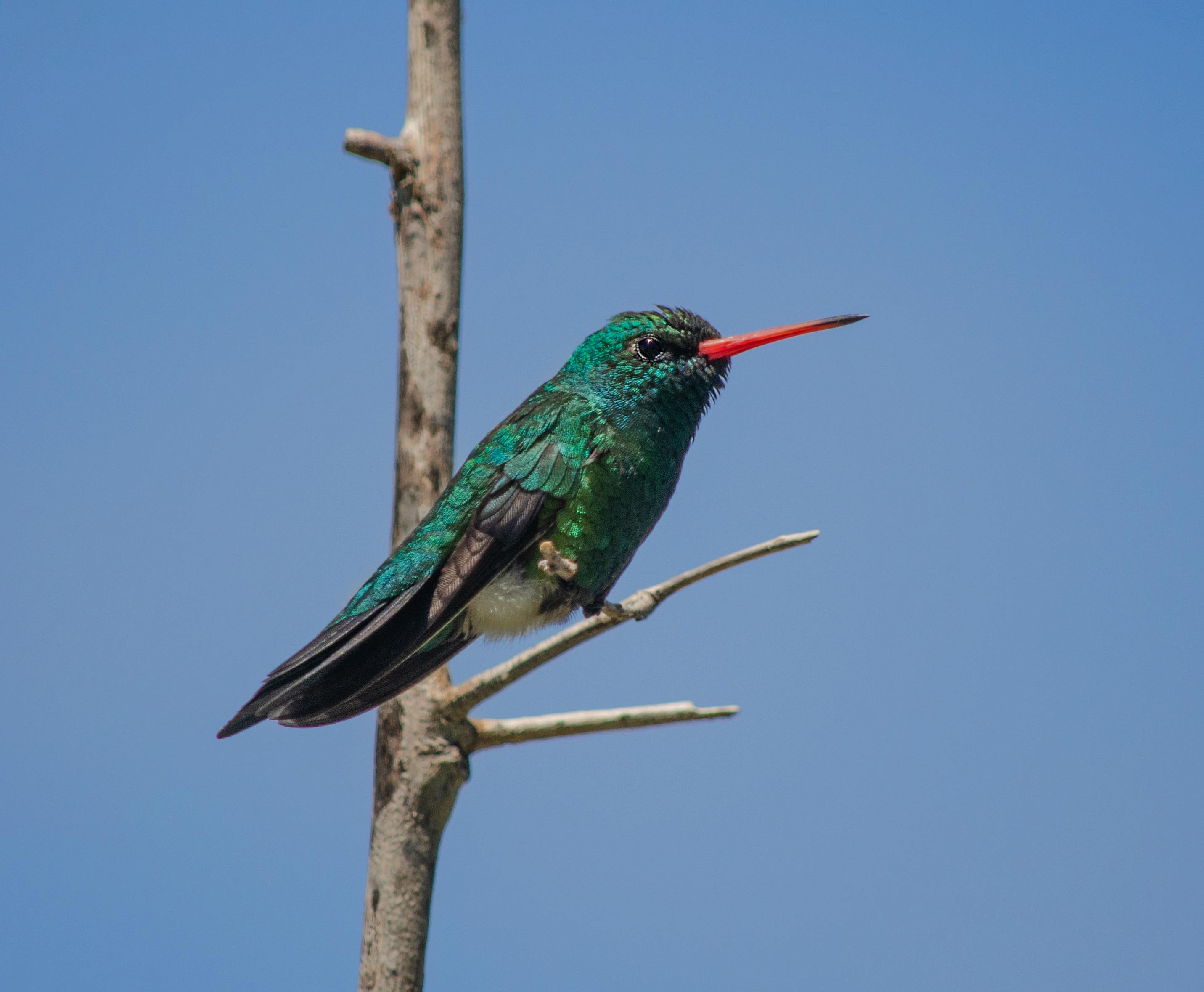 Close-Up Shot of a Hummingbird · Free Stock Photo