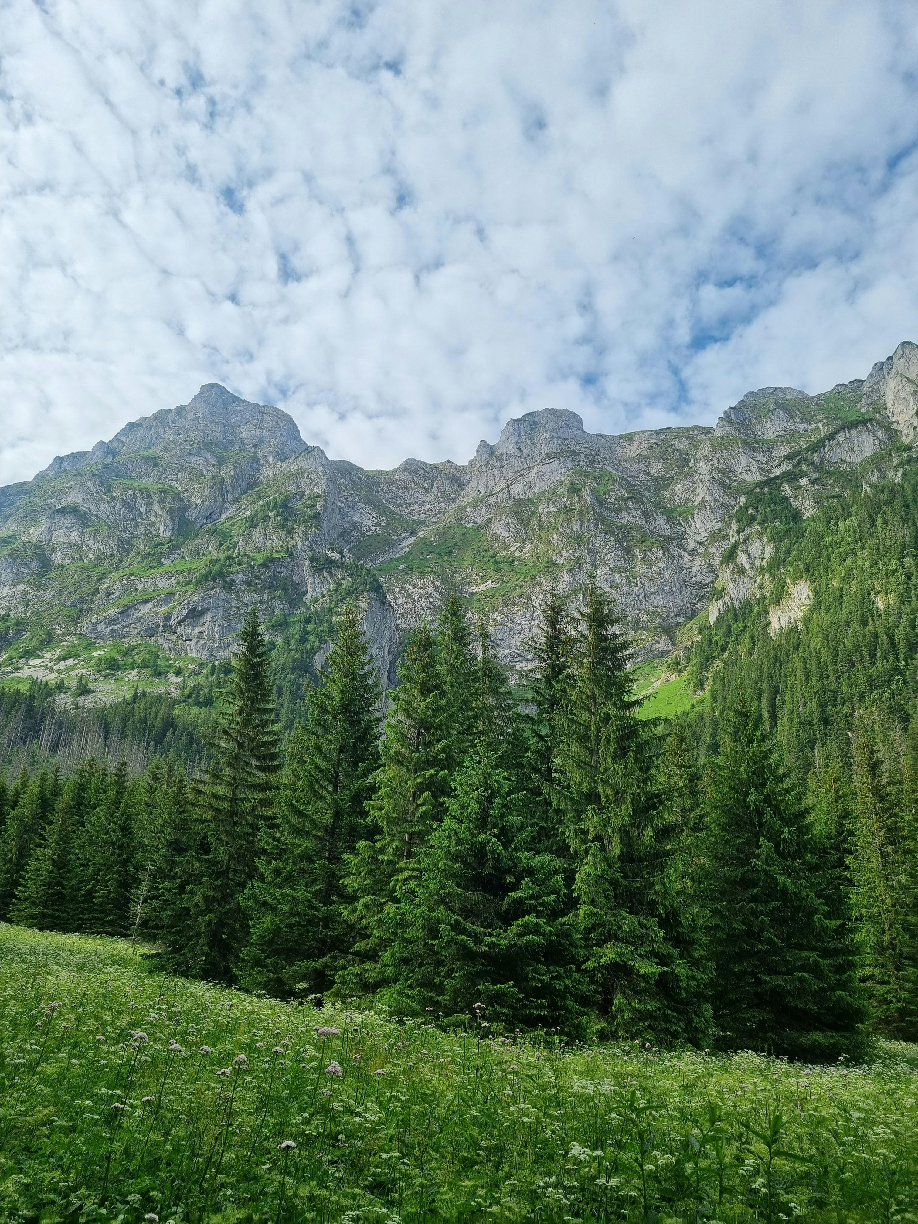 Trees near Rocky Mountain · Free Stock Photo
