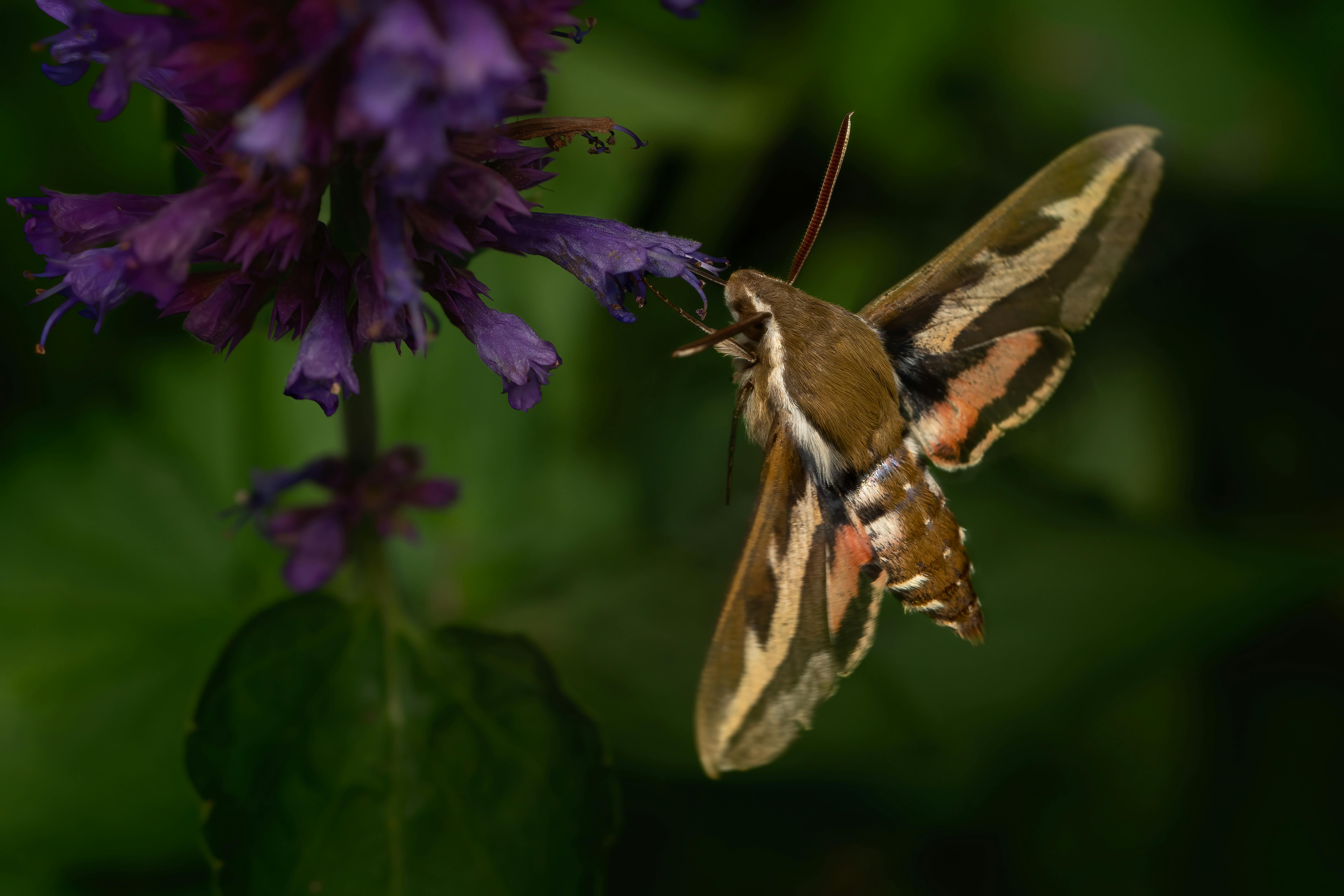 Close Up Photo of a Moth · Free Stock Photo