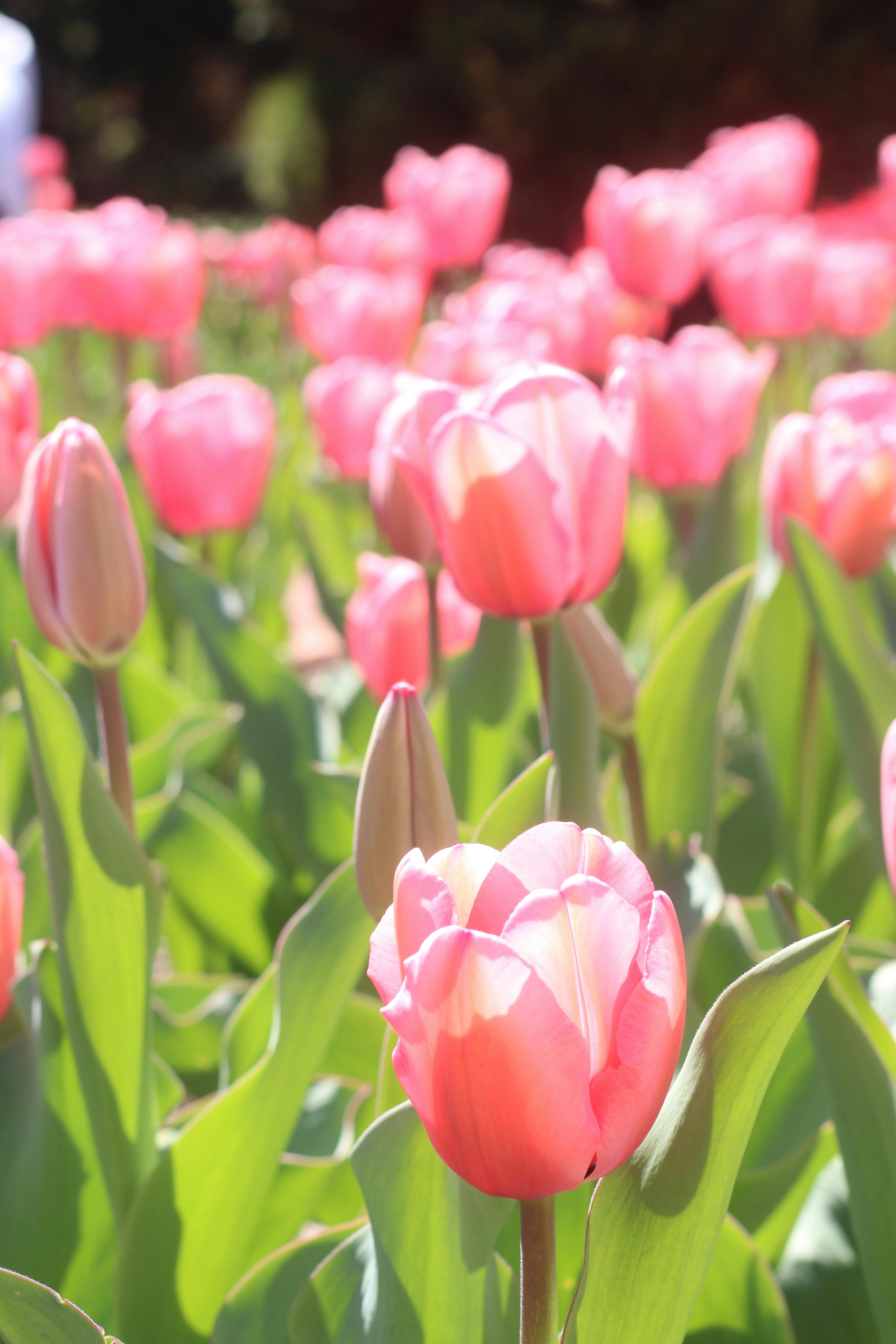 A Tulip in Bloom · Free Stock Photo