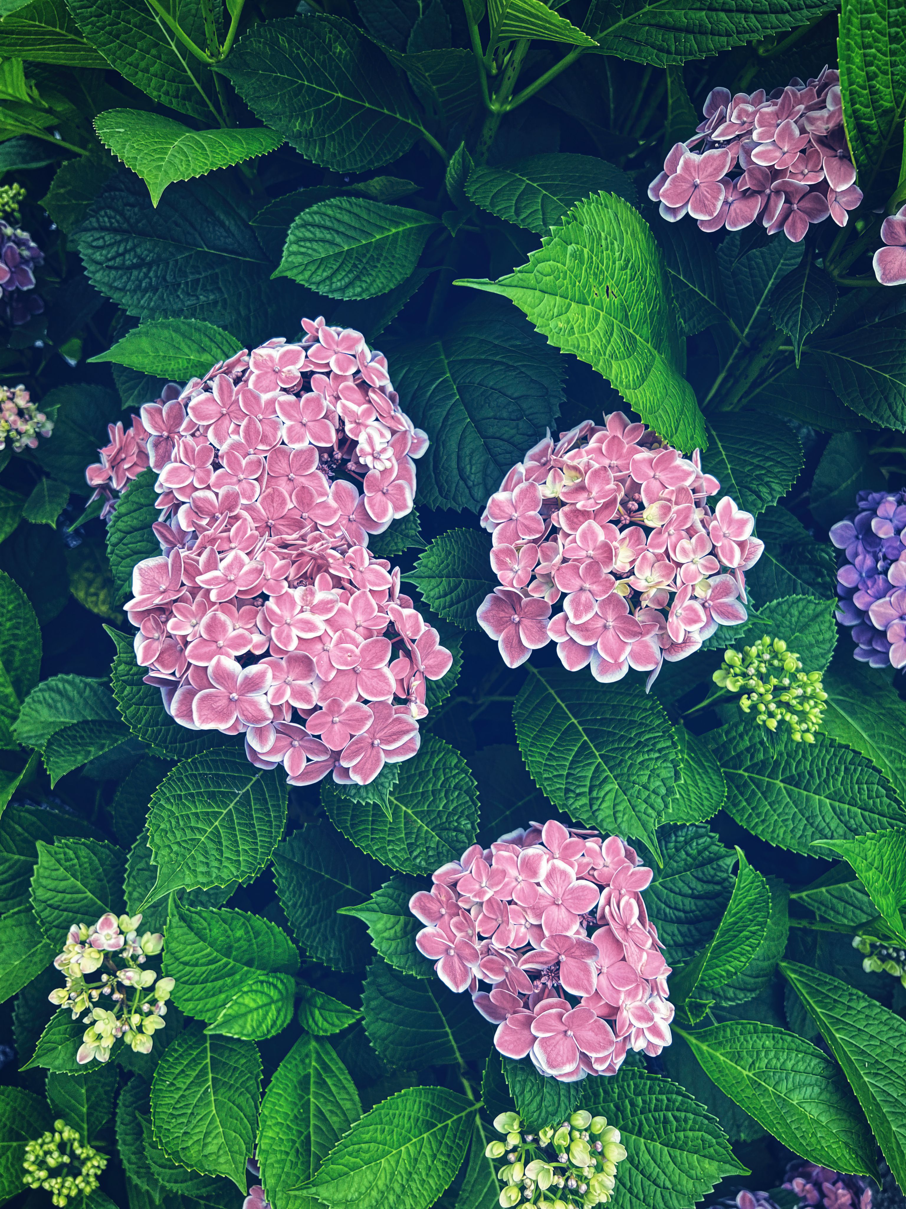 Pink Petals of a Hydrangea · Free Stock Photo