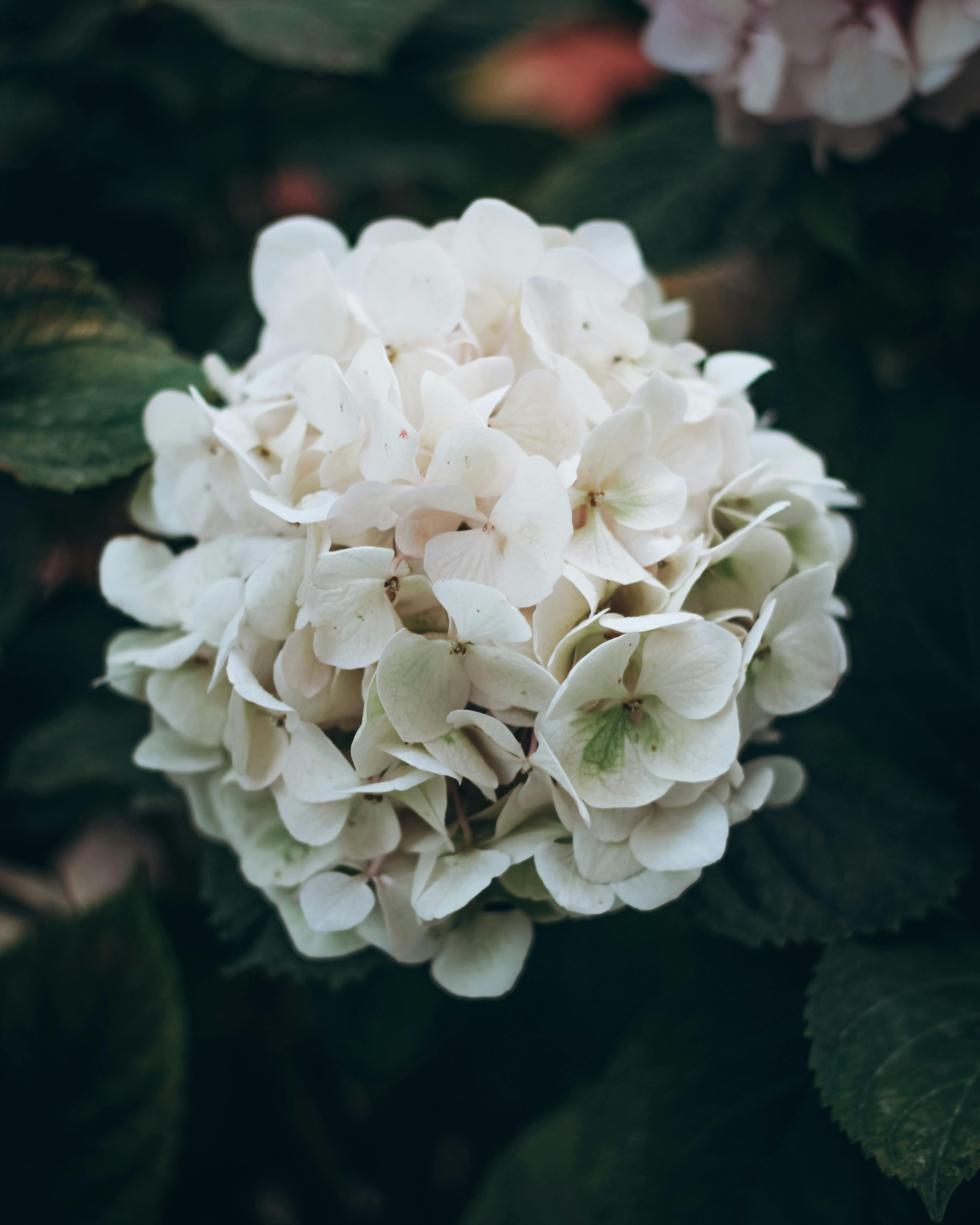 White Hydrangea Flowers in Bloom · Free Stock Photo