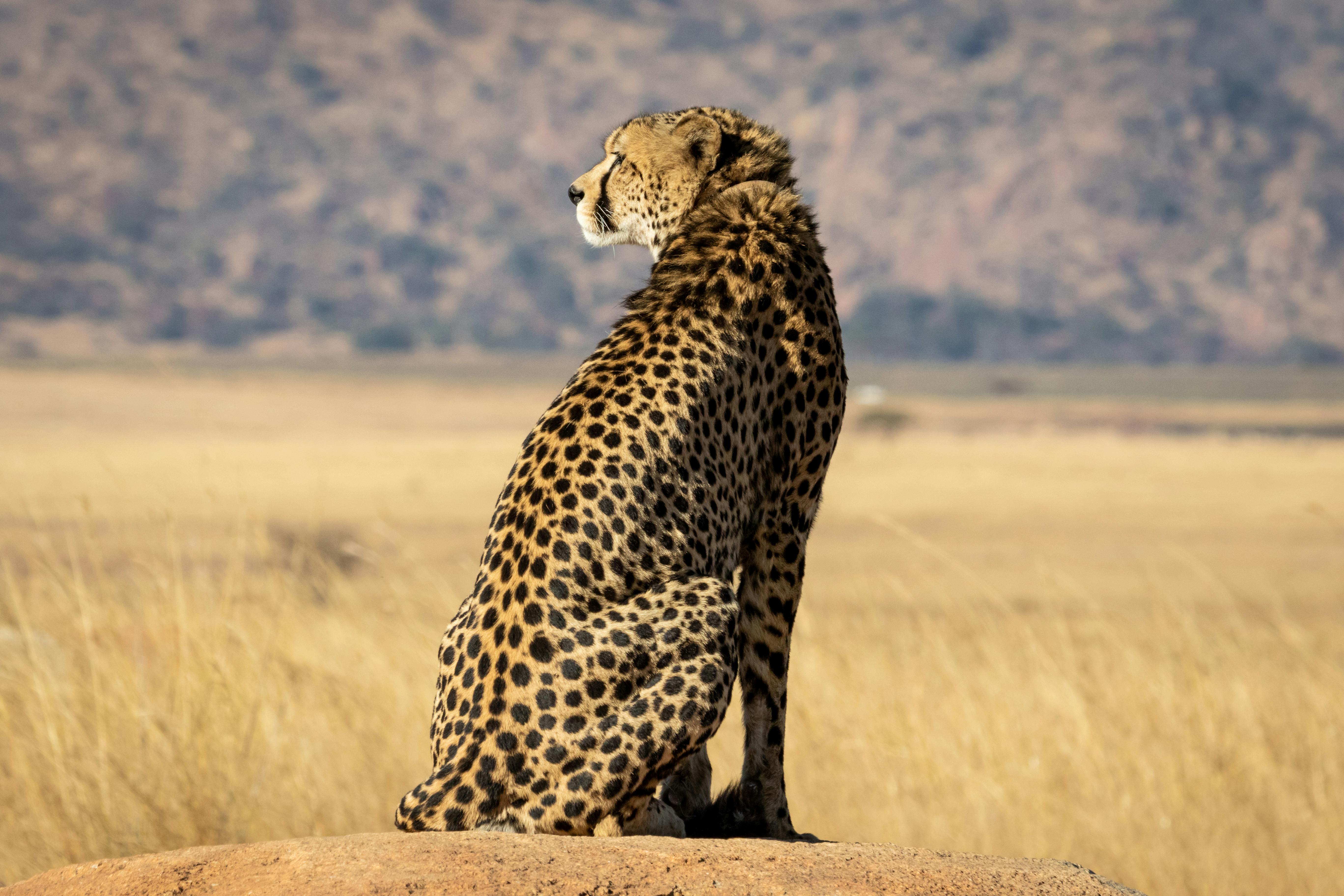 Selective Focus Photograph Of Cheetah · Free Stock Photo