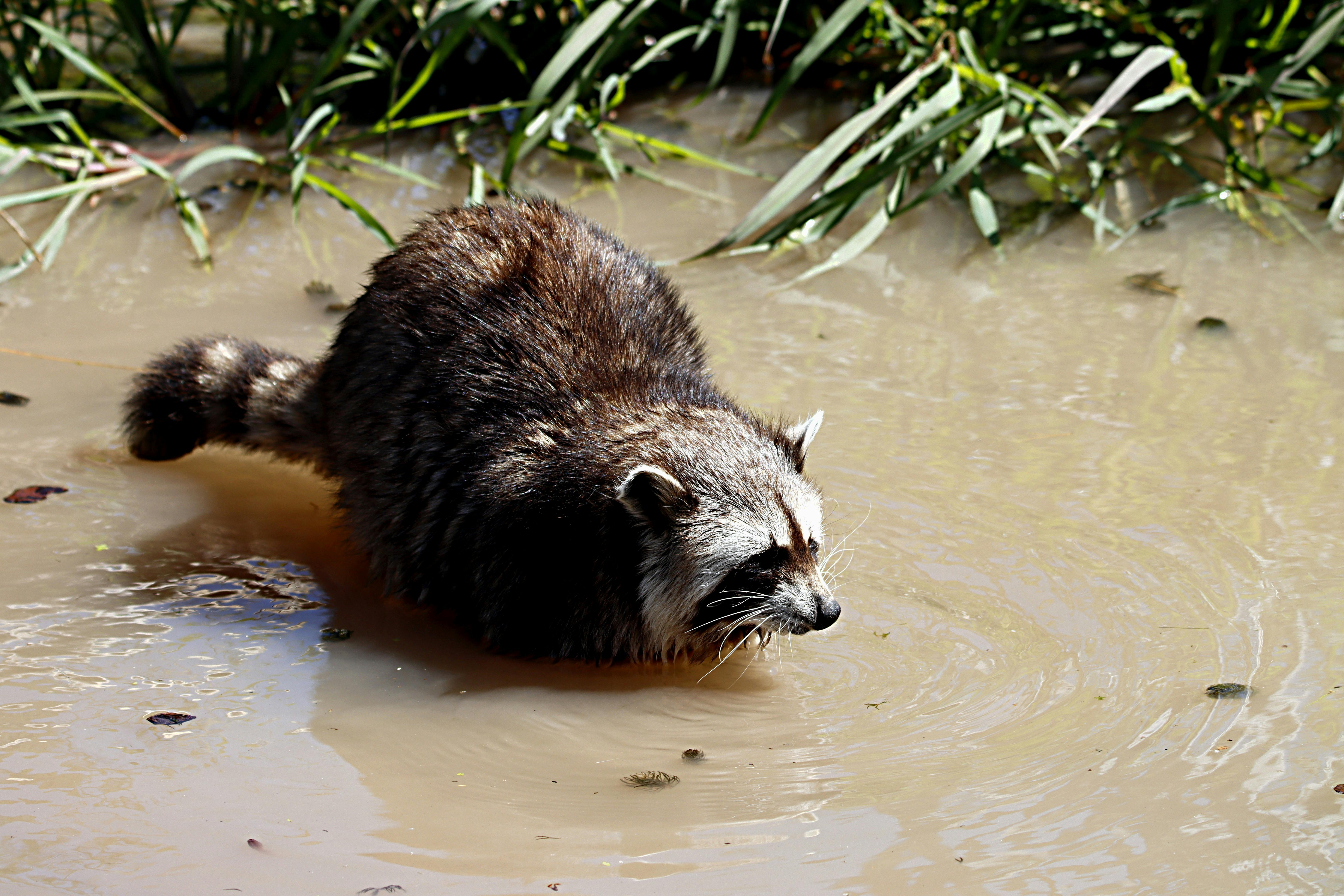 Close-Up Shot of a Raccoon in the Water · Free Stock Photo