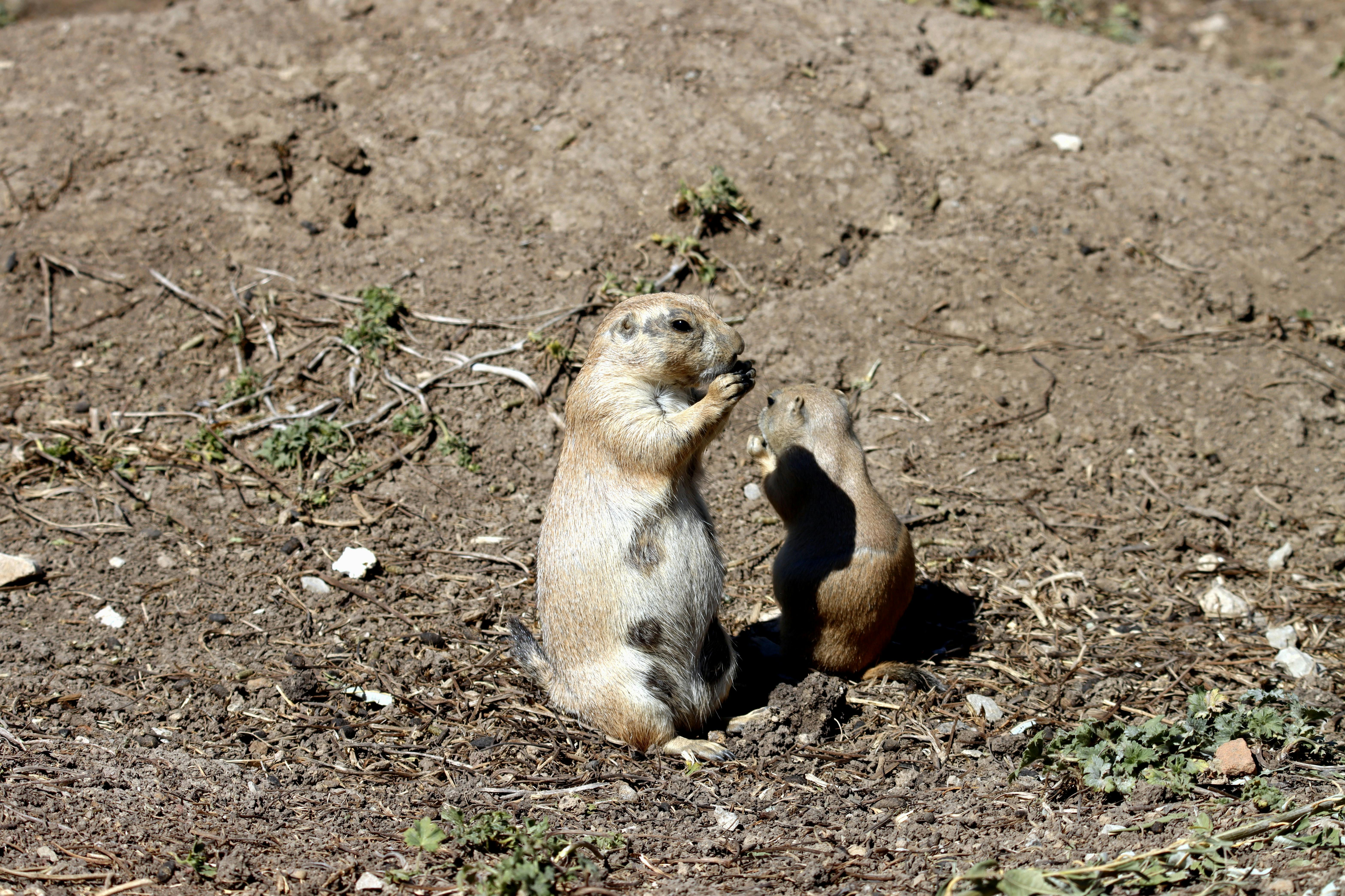 Close-up Photo of Cute Prairie Dogs · Free Stock Photo