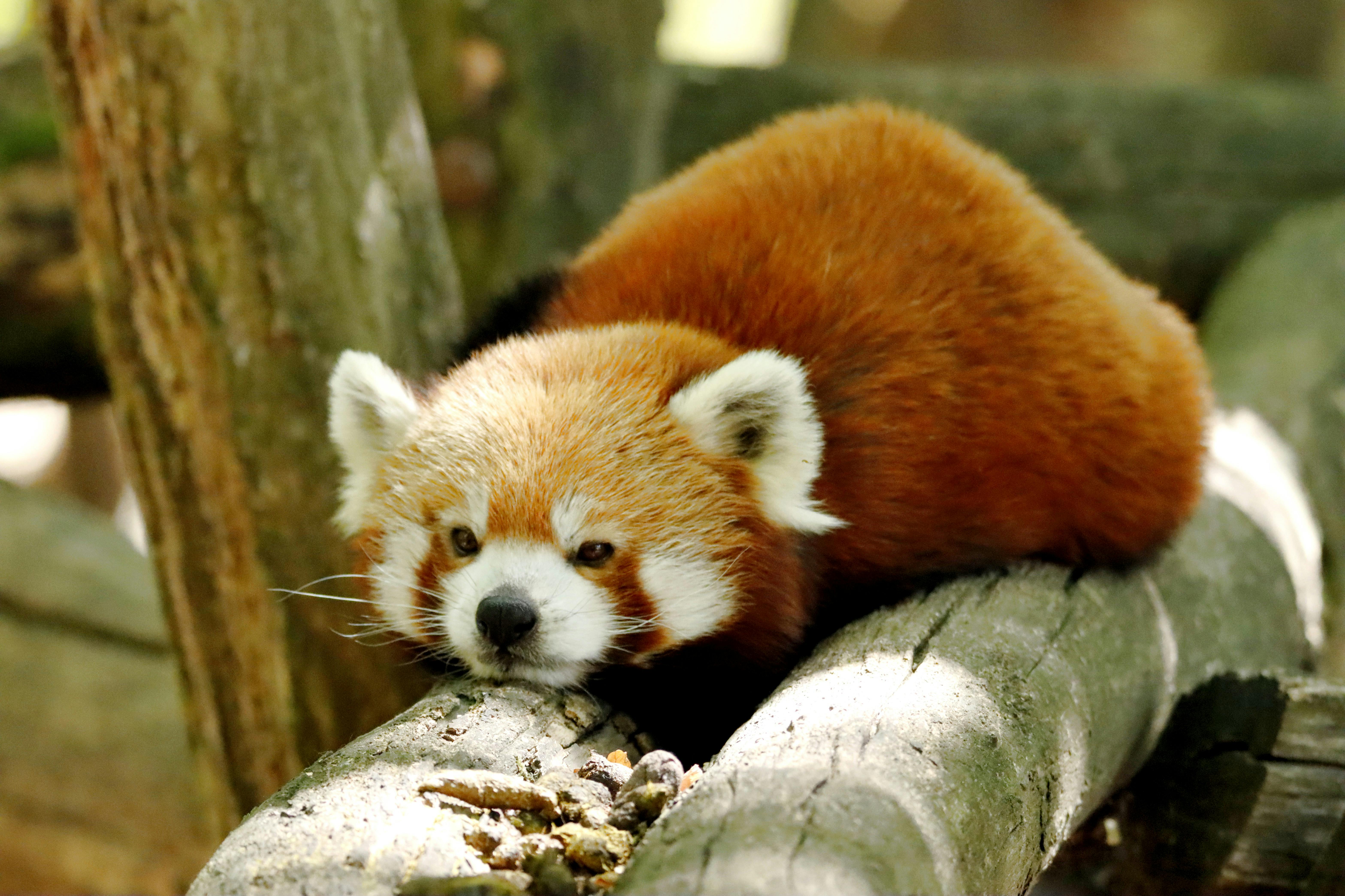 Close-Up Shot of a Red Panda · Free Stock Photo