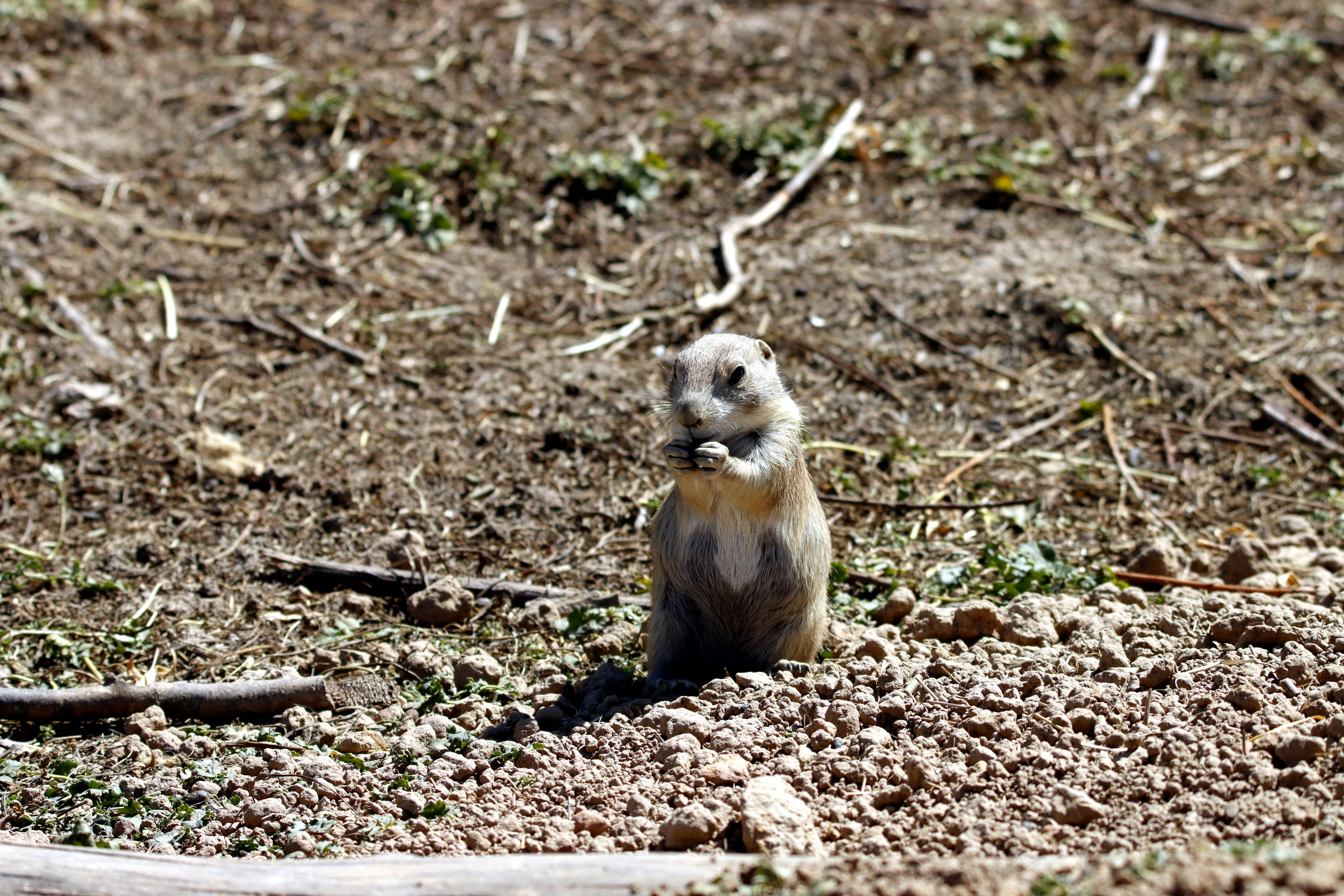 Close-Up Shot of a Prairie Dog · Free Stock Photo