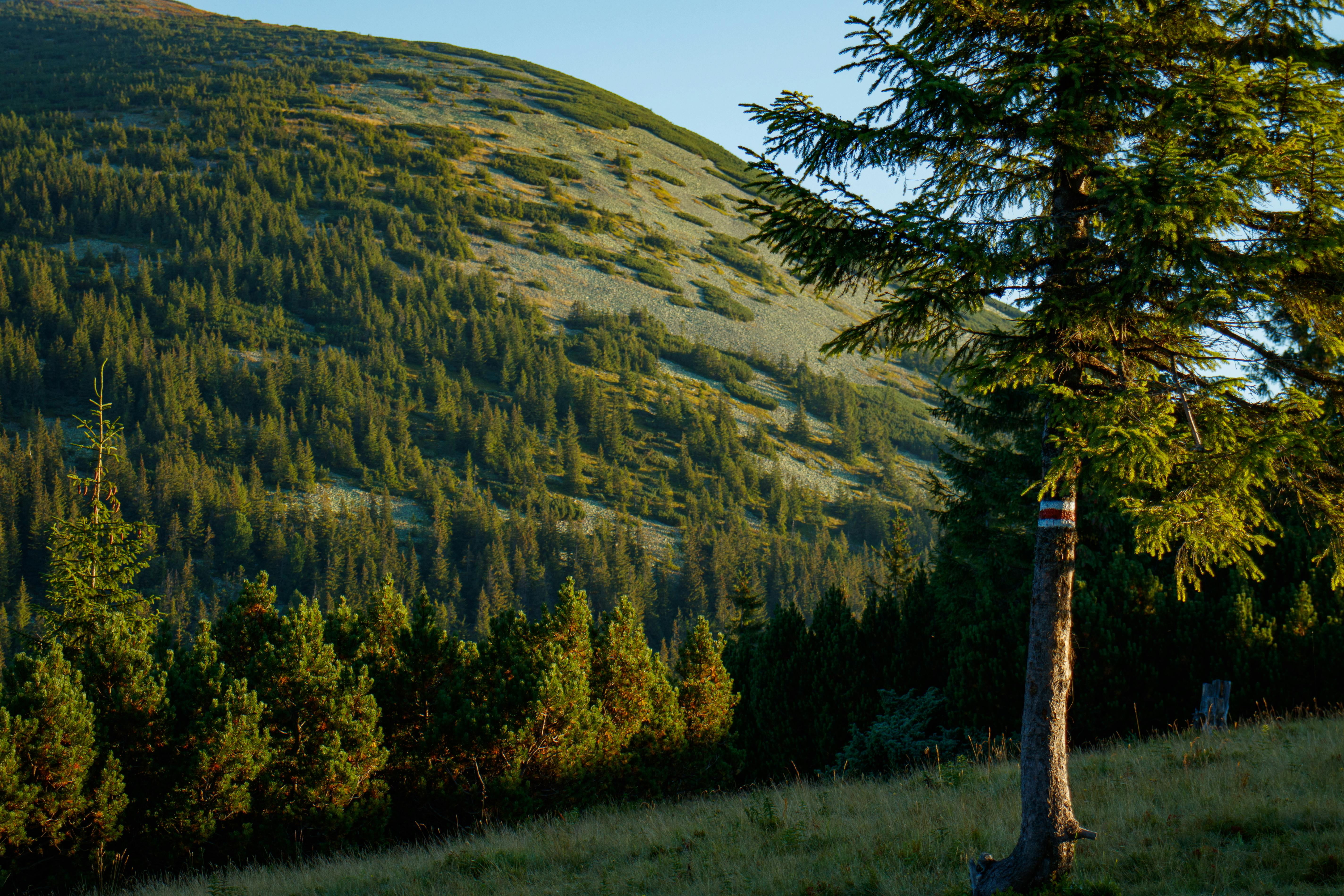 Mountainside filled with Coniferous Trees · Free Stock Photo