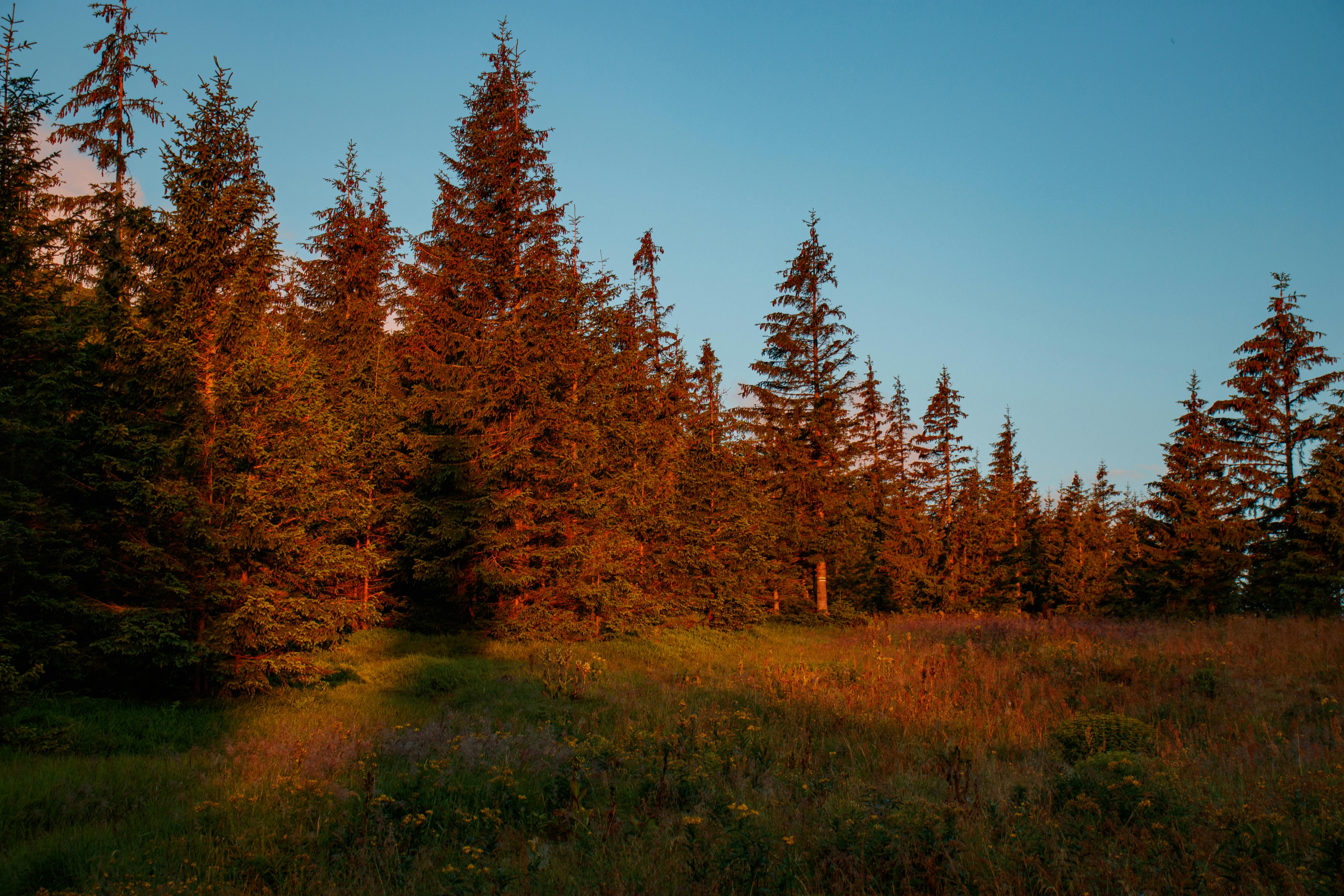 Pine Tree Under a Blue Sky · Free Stock Photo