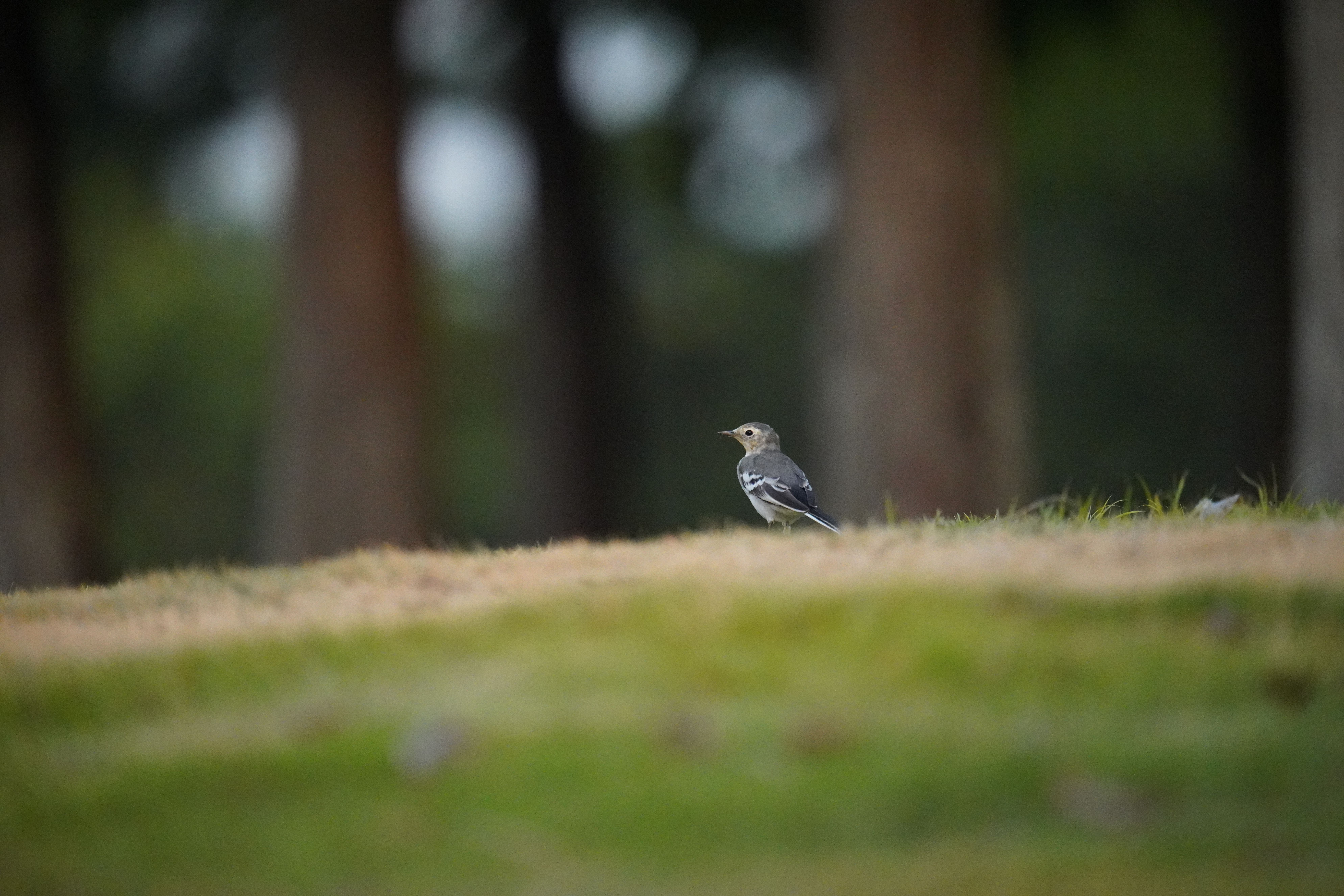 Foto de stock gratuita sobre al aire libre, amante de la naturaleza ...