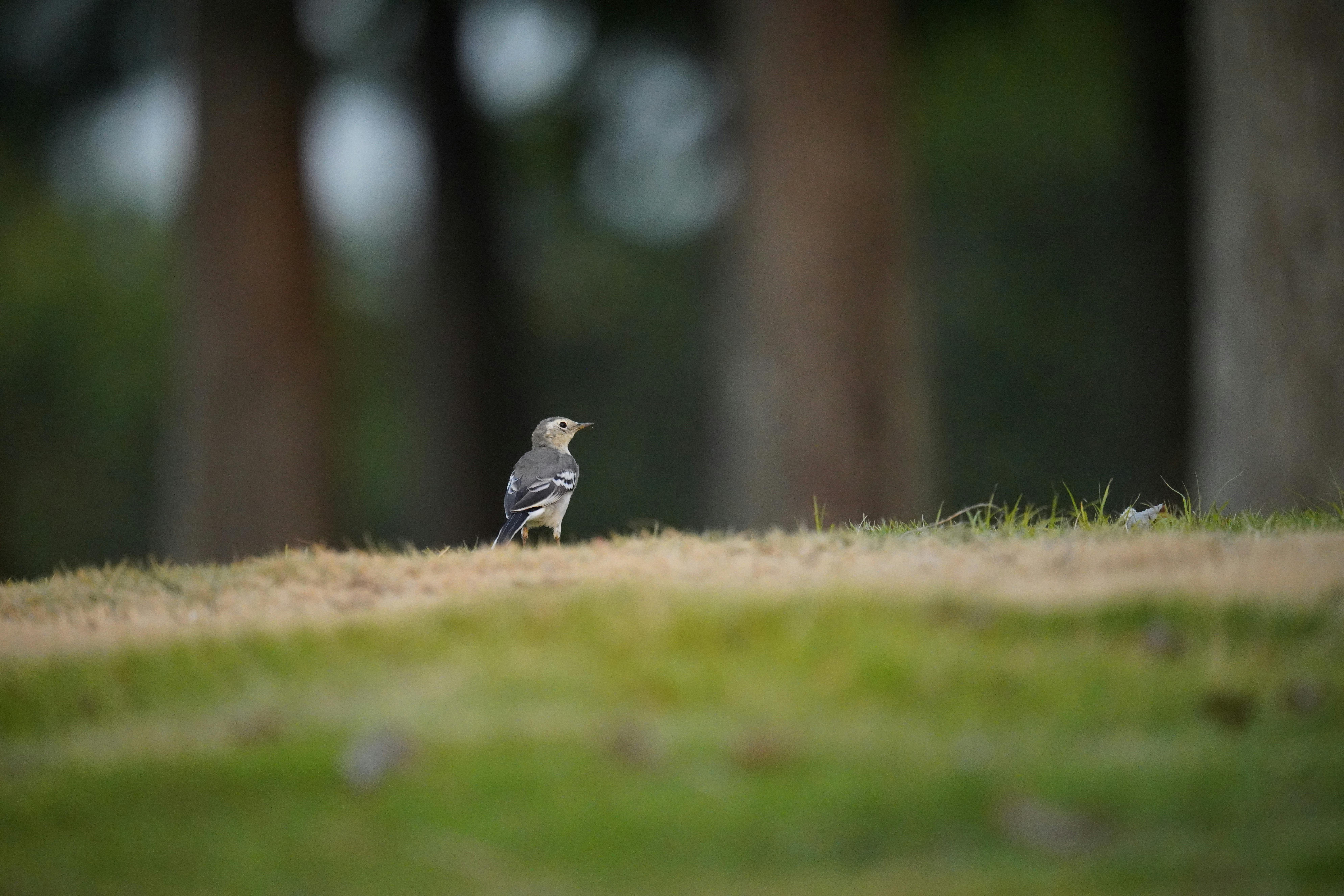 Foto de stock gratuita sobre al aire libre, amante de la naturaleza ...