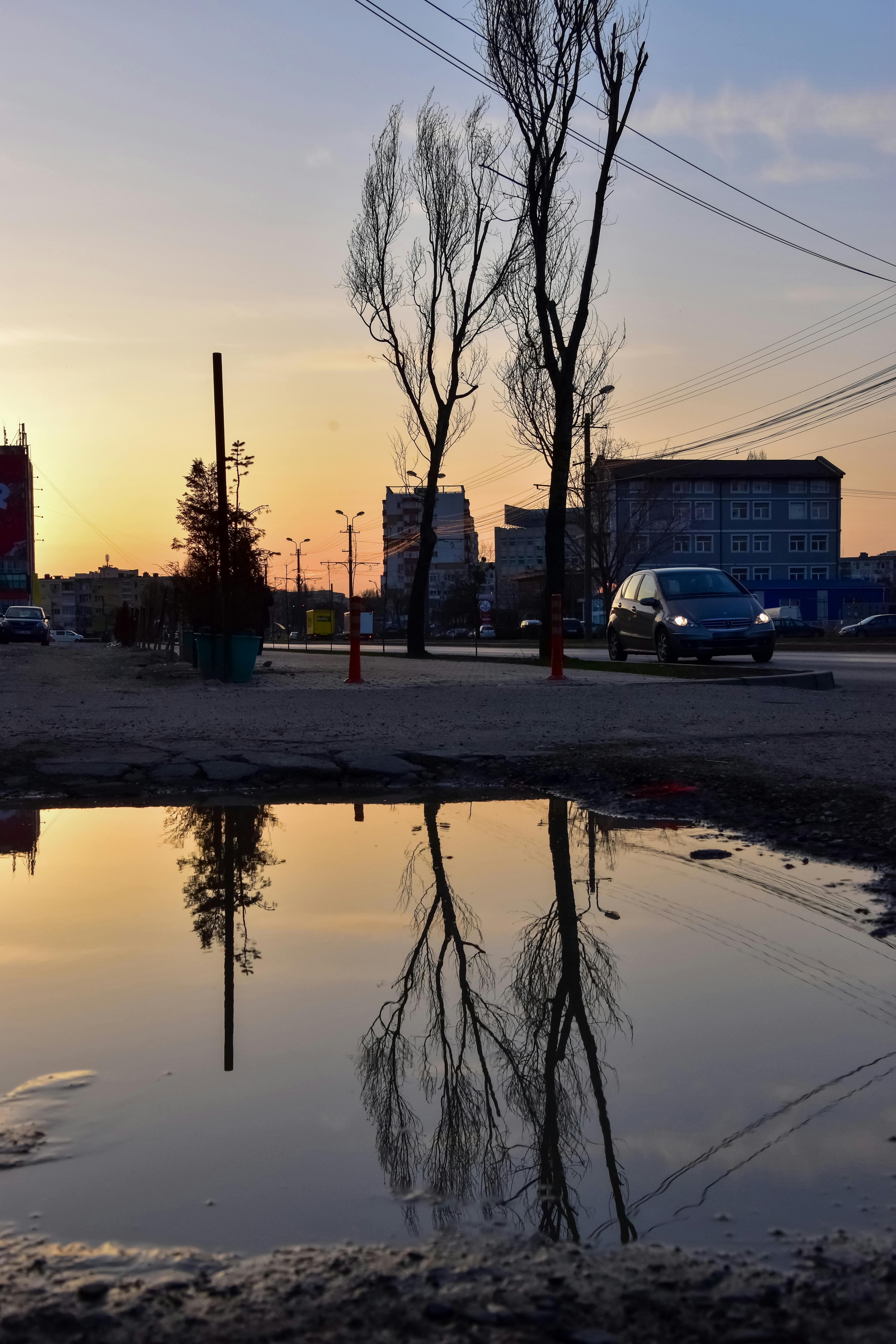 Tree Reflection On A Mirror · Free Stock Photo