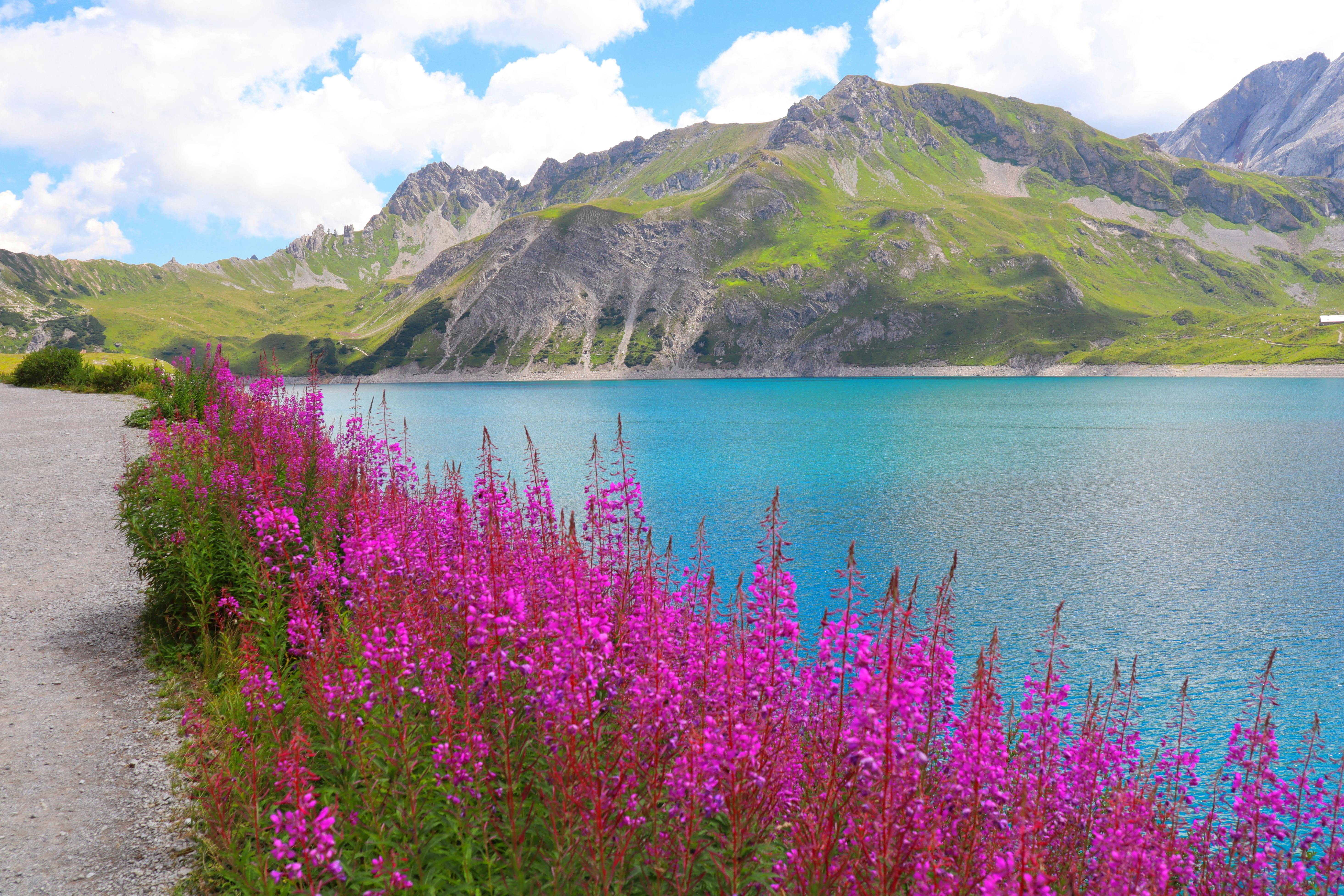 Purple Flowers Near Lake and Mountain · Free Stock Photo