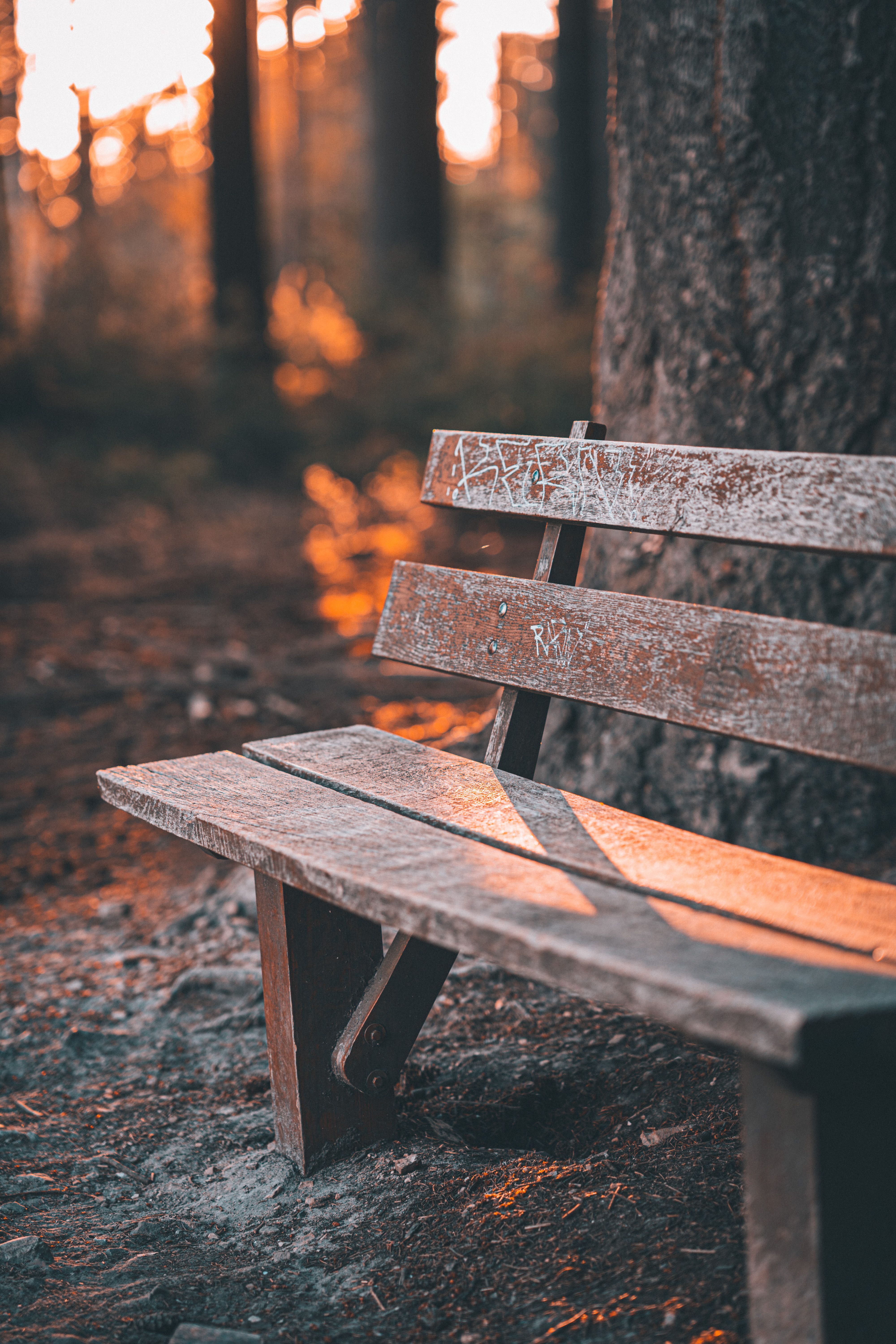Brown Wooden Bench Beside Tree · Free Stock Photo