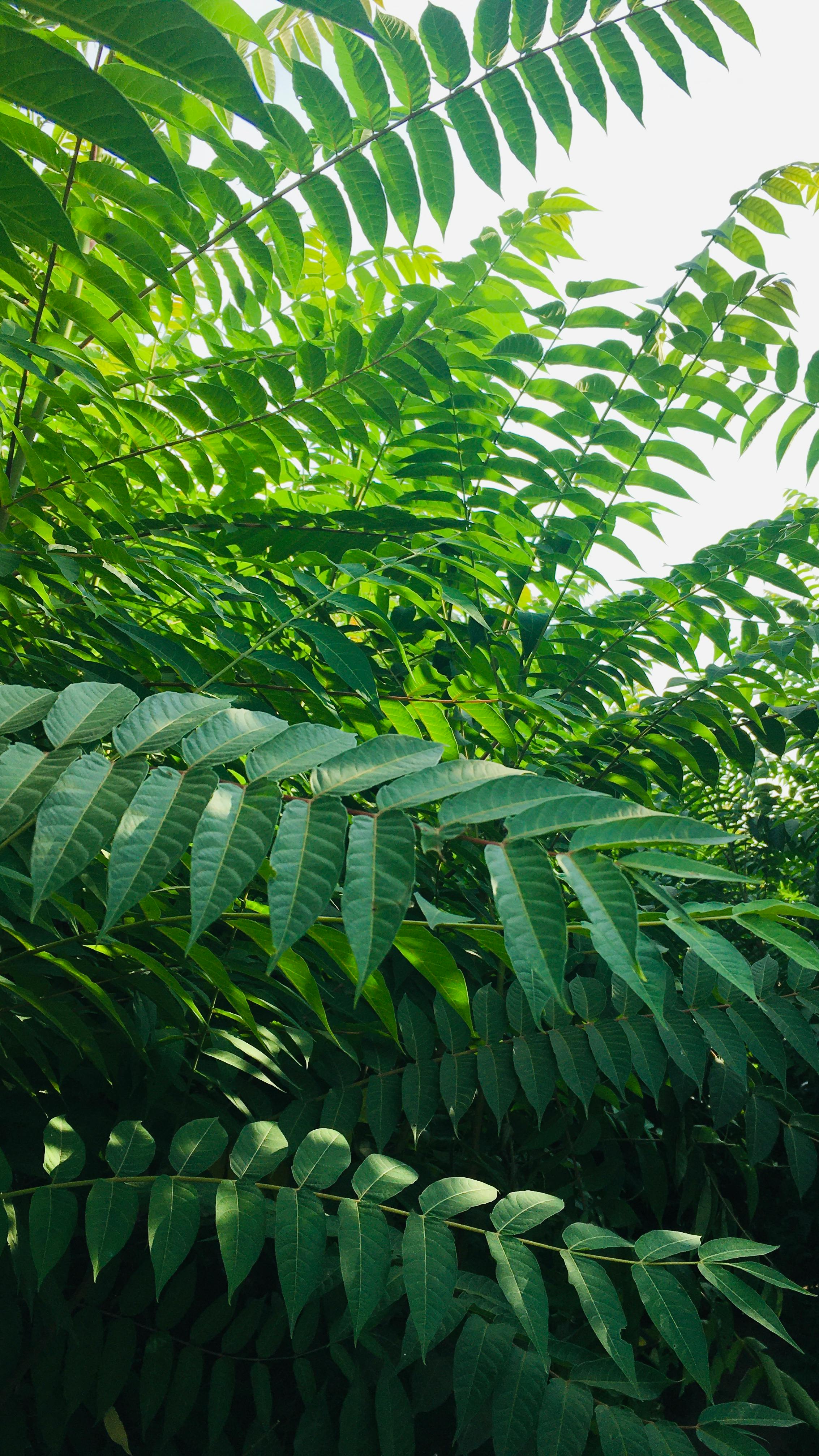 Photography of Leaves · Free Stock Photo