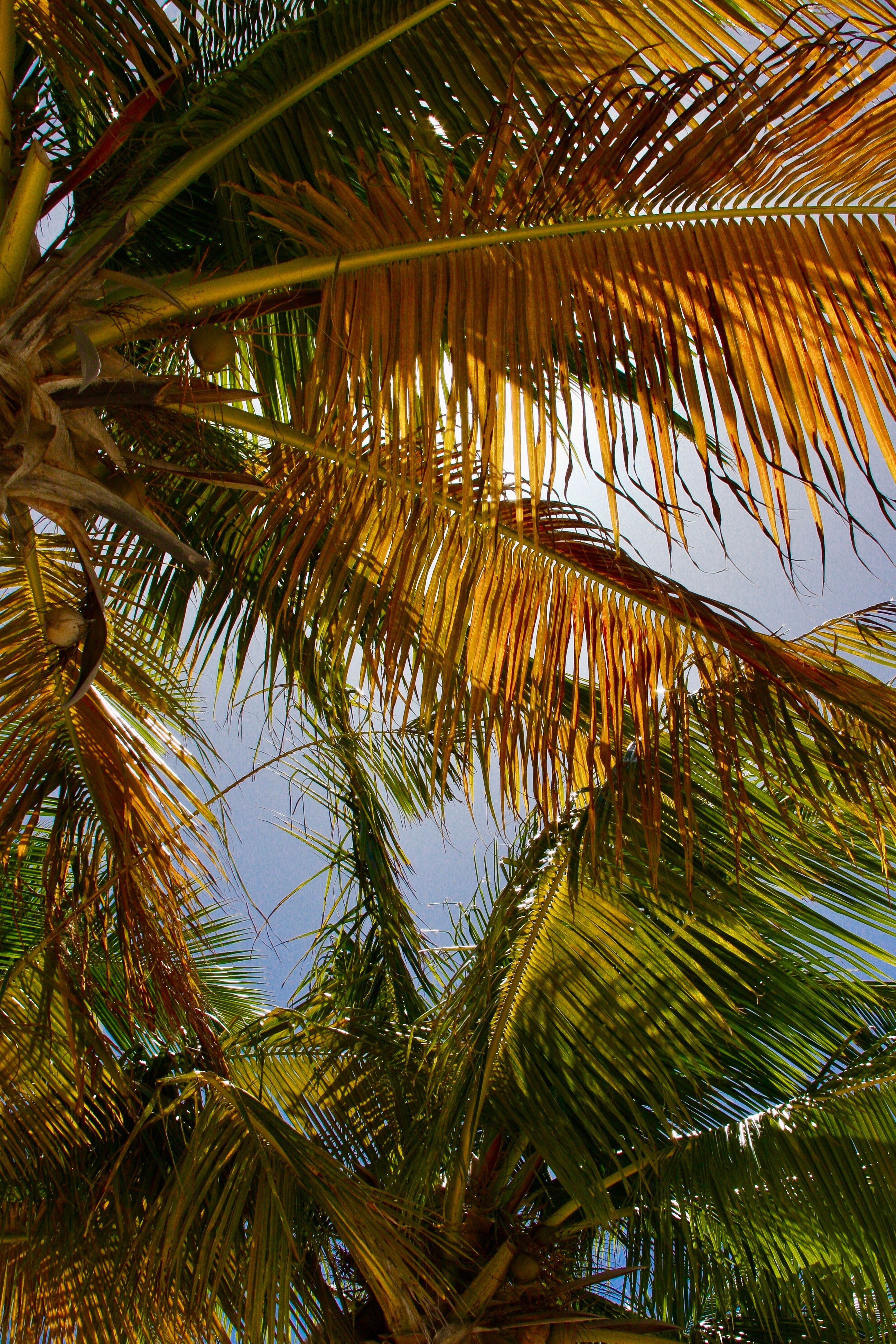 Low Angle Shot of Coconut Trees · Free Stock Photo